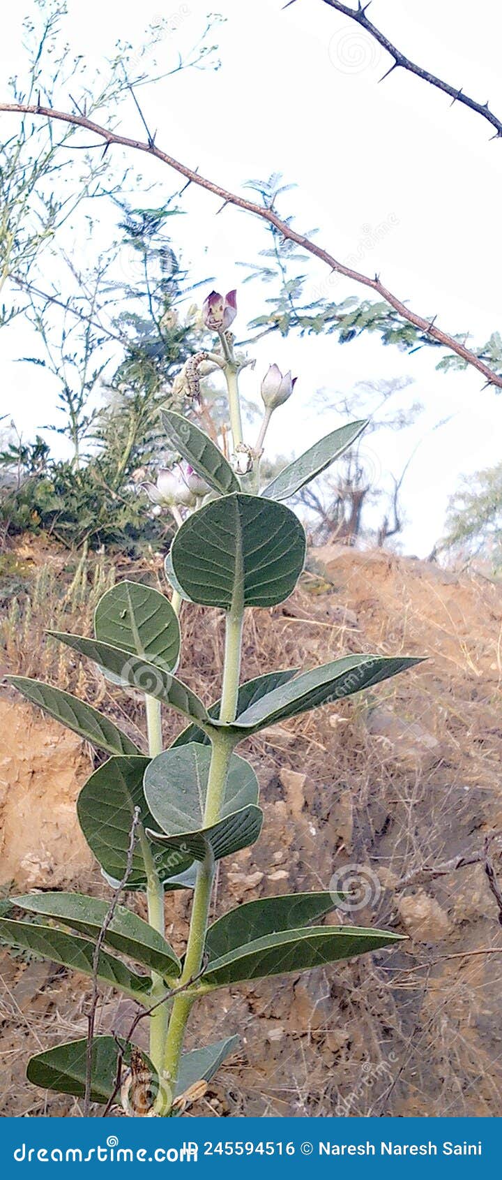 New Wallpaper Flowers Ll Trading Stock Photo - Image of wallpaper ...