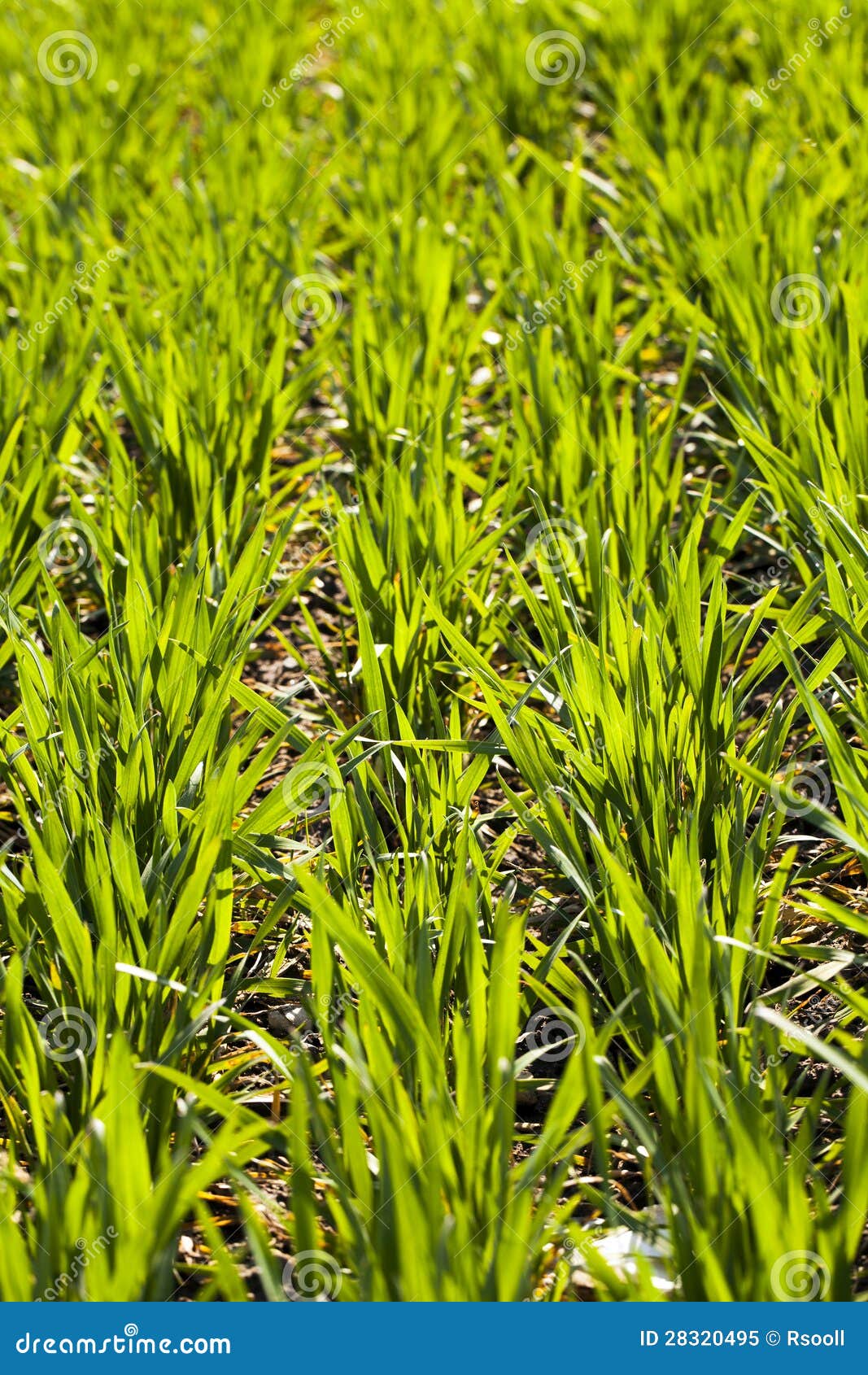 New wheat stock image. Image of cereal, barley, growth - 28320495