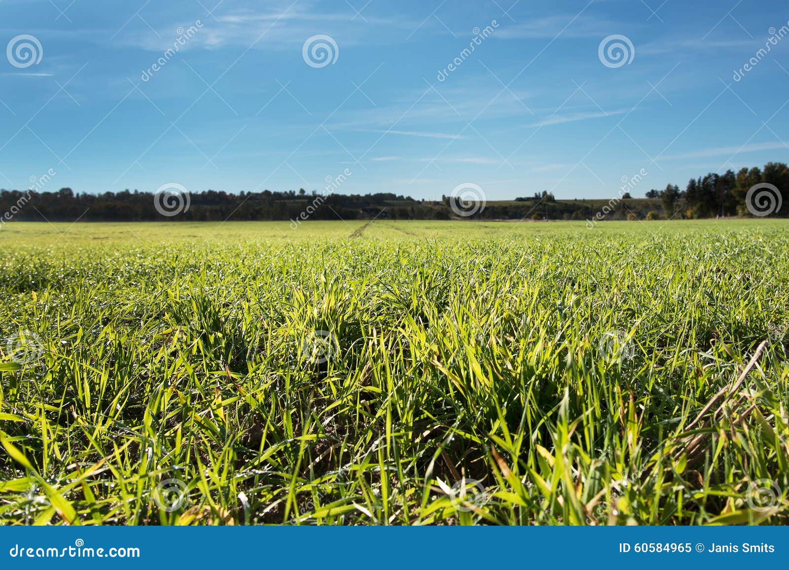 New wheat. stock image. Image of nature, summer, wheat - 60584965