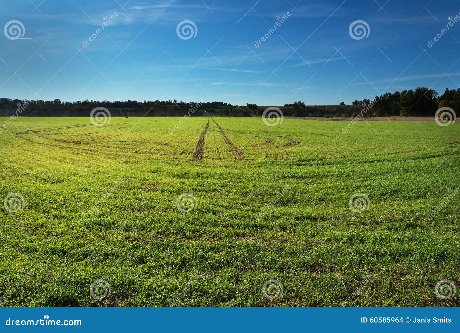 New wheat. stock photo. Image of wheat, meadow, seedling - 60585964