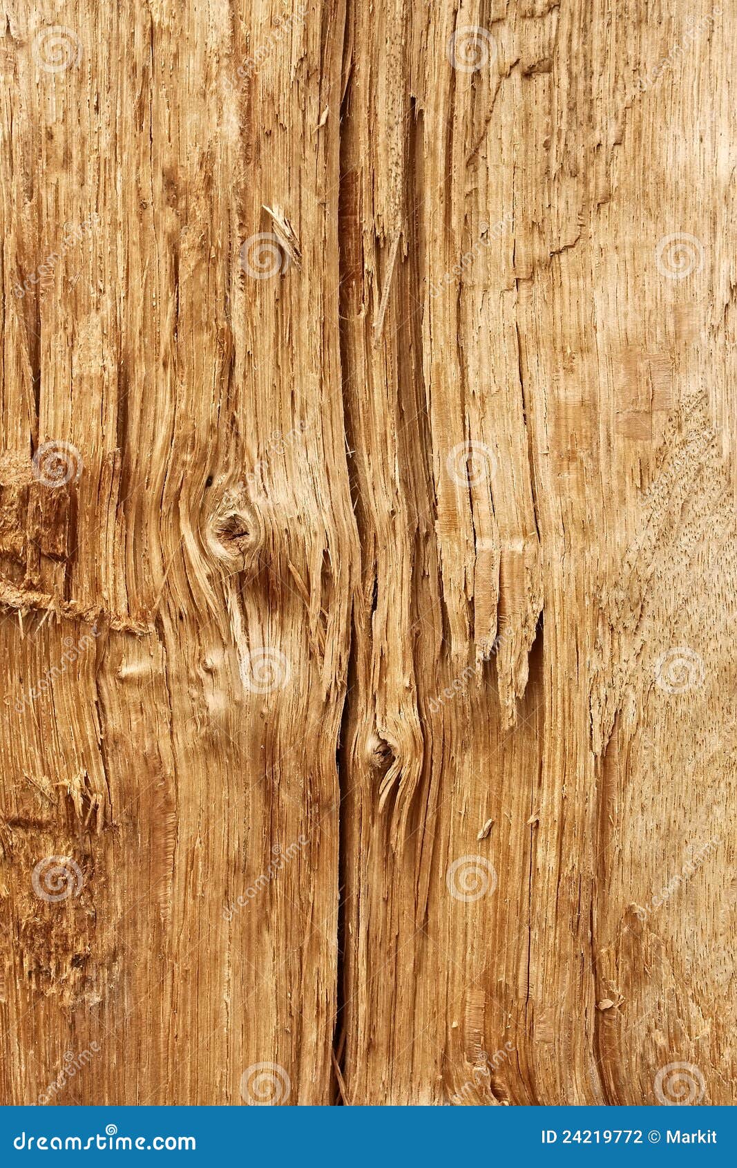 New wooden broken log stock photo. Image of knot, concentric - 24219772