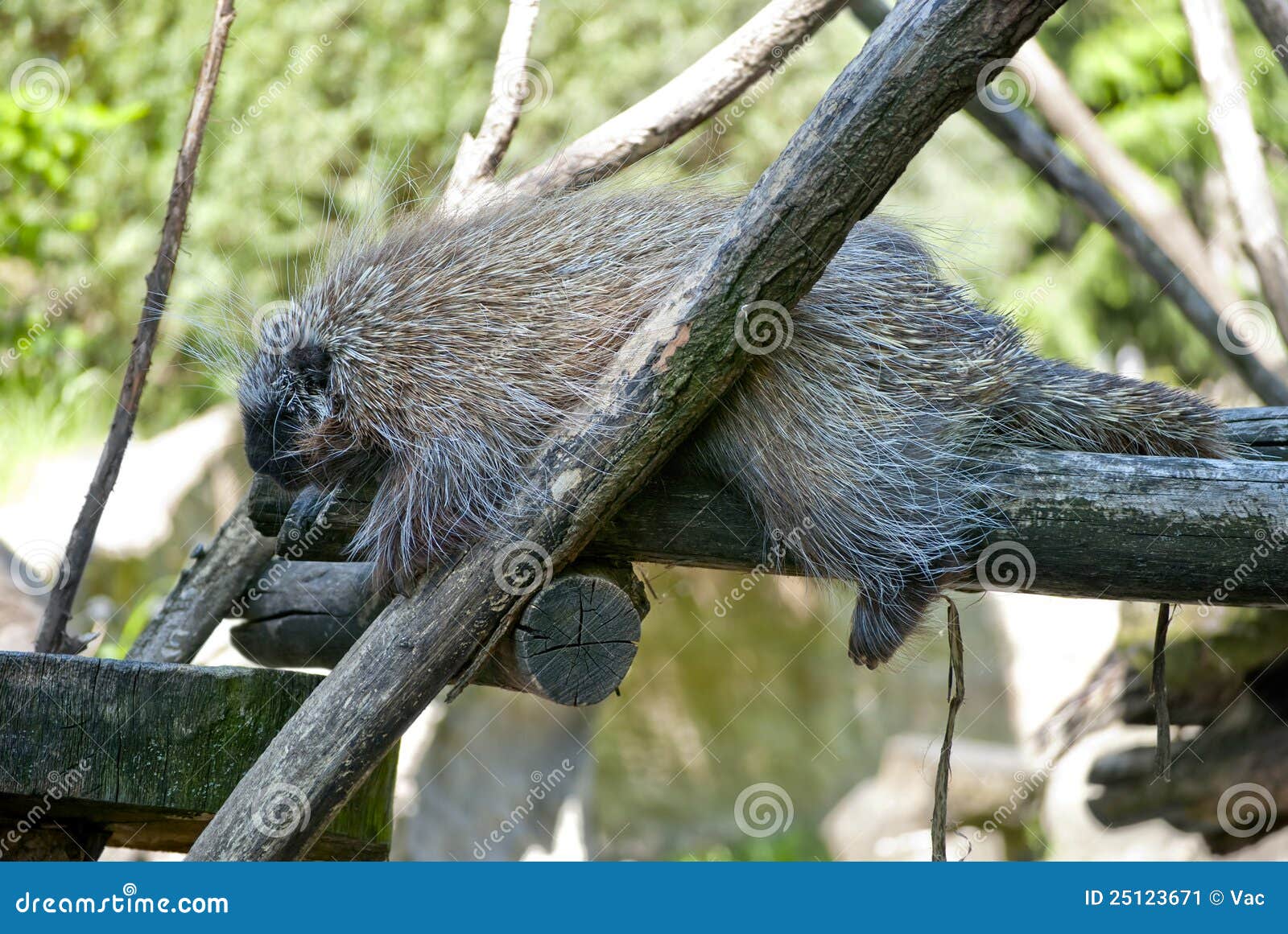 New World Porcupine stock image. Image of wildlife, forest - 25123671