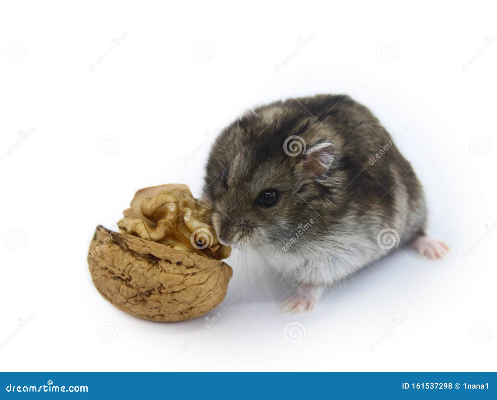 Mouse with Nut Isolated on White Stock Photo - Image of decoration ...