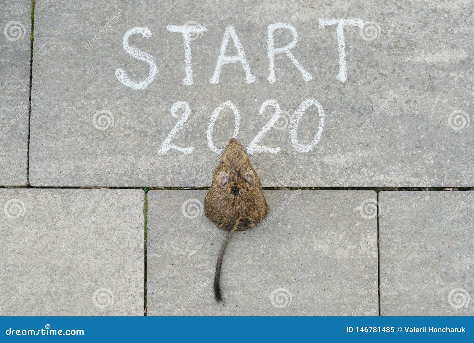 New Year of the Rat. Top View of Start 2020 Text and Rodent Sitting and ...