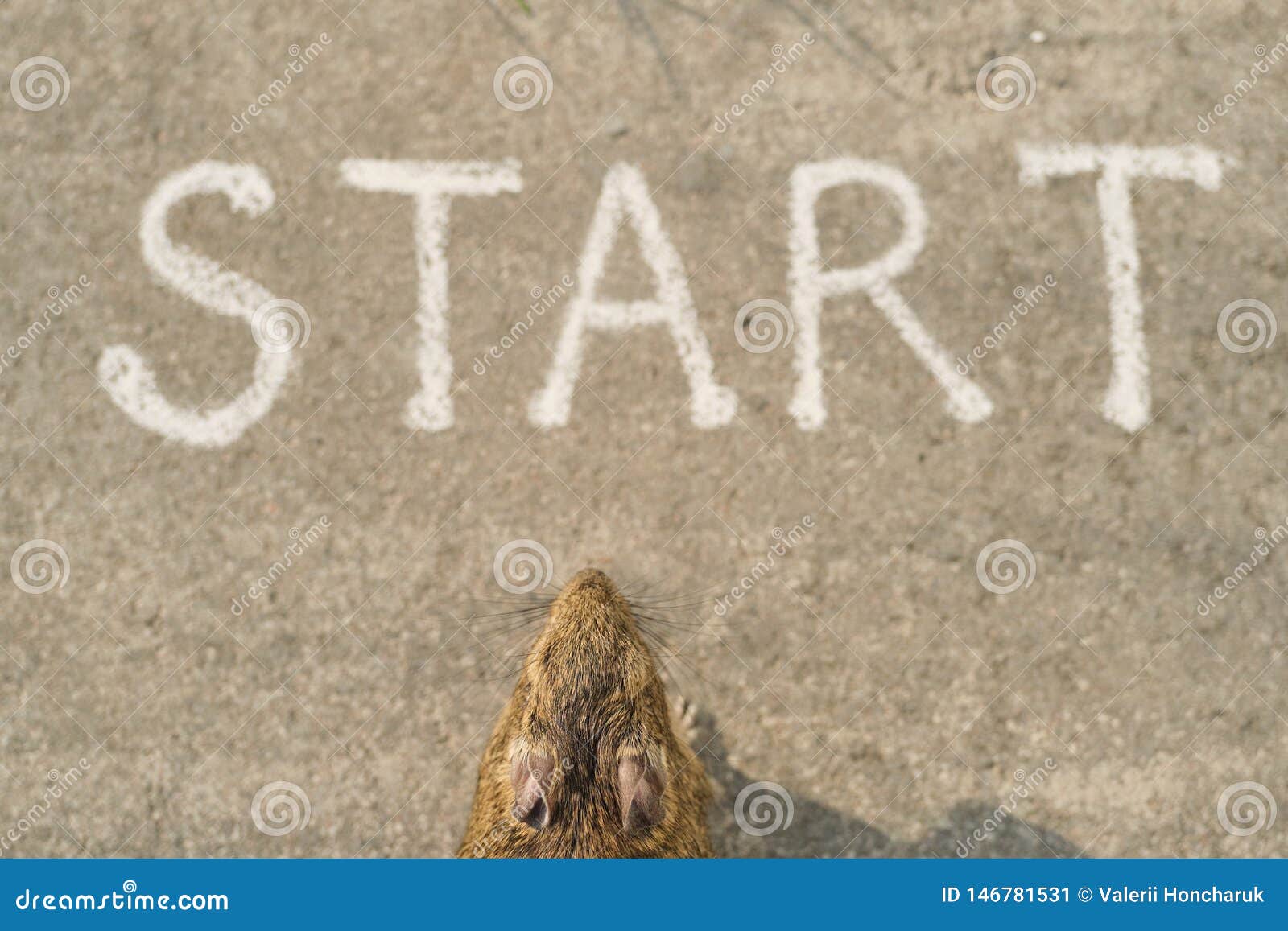 New Year of the Rat. Top View of Start 2020 Text and Rodent Sitting and ...