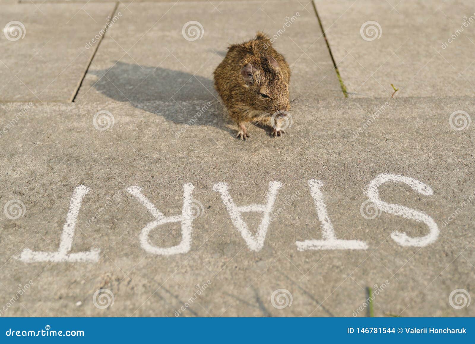 New Year of the Rat. Top View of Start 2020 Text and Rodent Sitting and ...