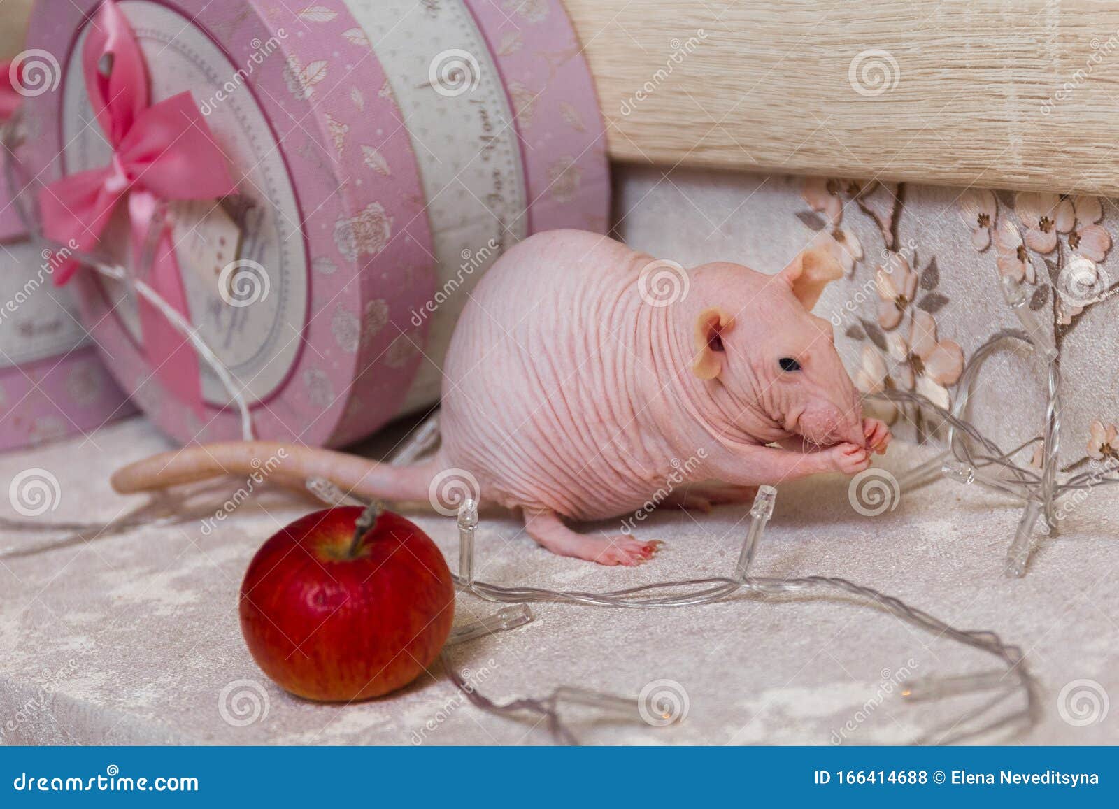 Bald Sphinx rat stock photo. Image of animal, maintenance - 166414688