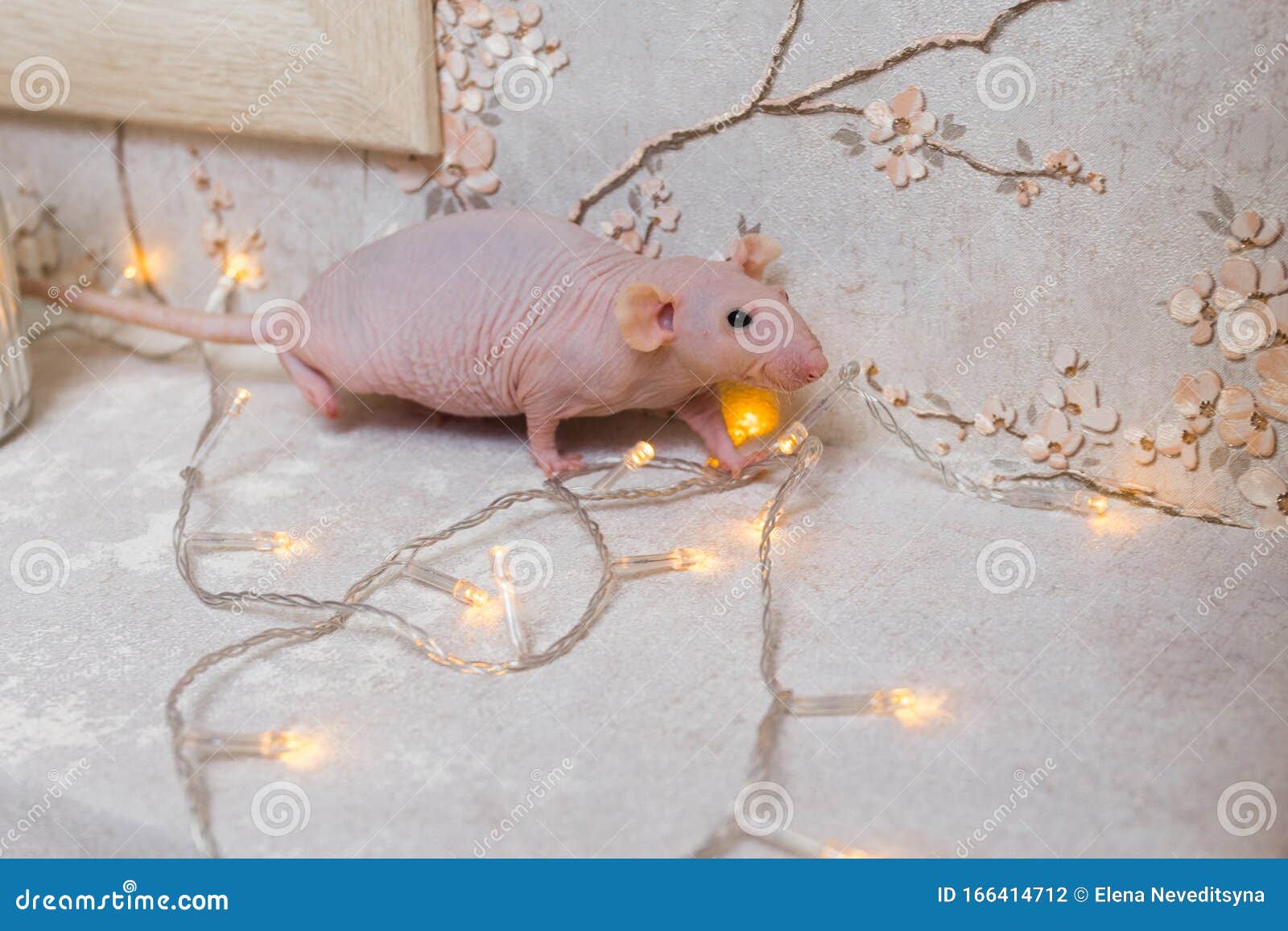 Bald Sphinx rat stock photo. Image of fluffy, cute, white - 166414712