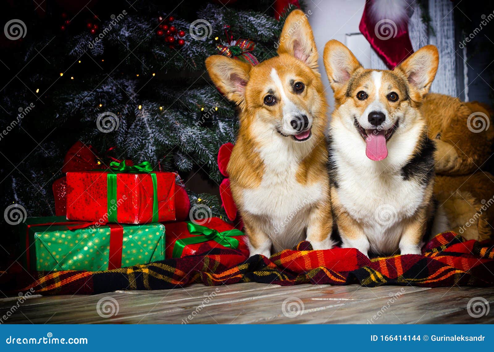 Welsh Corgi Dog on a Christmas Background Stock Photo - Image of merry ... Welsh Corgi Dog on a Christmas Background Stock Photo - Image of merry ...