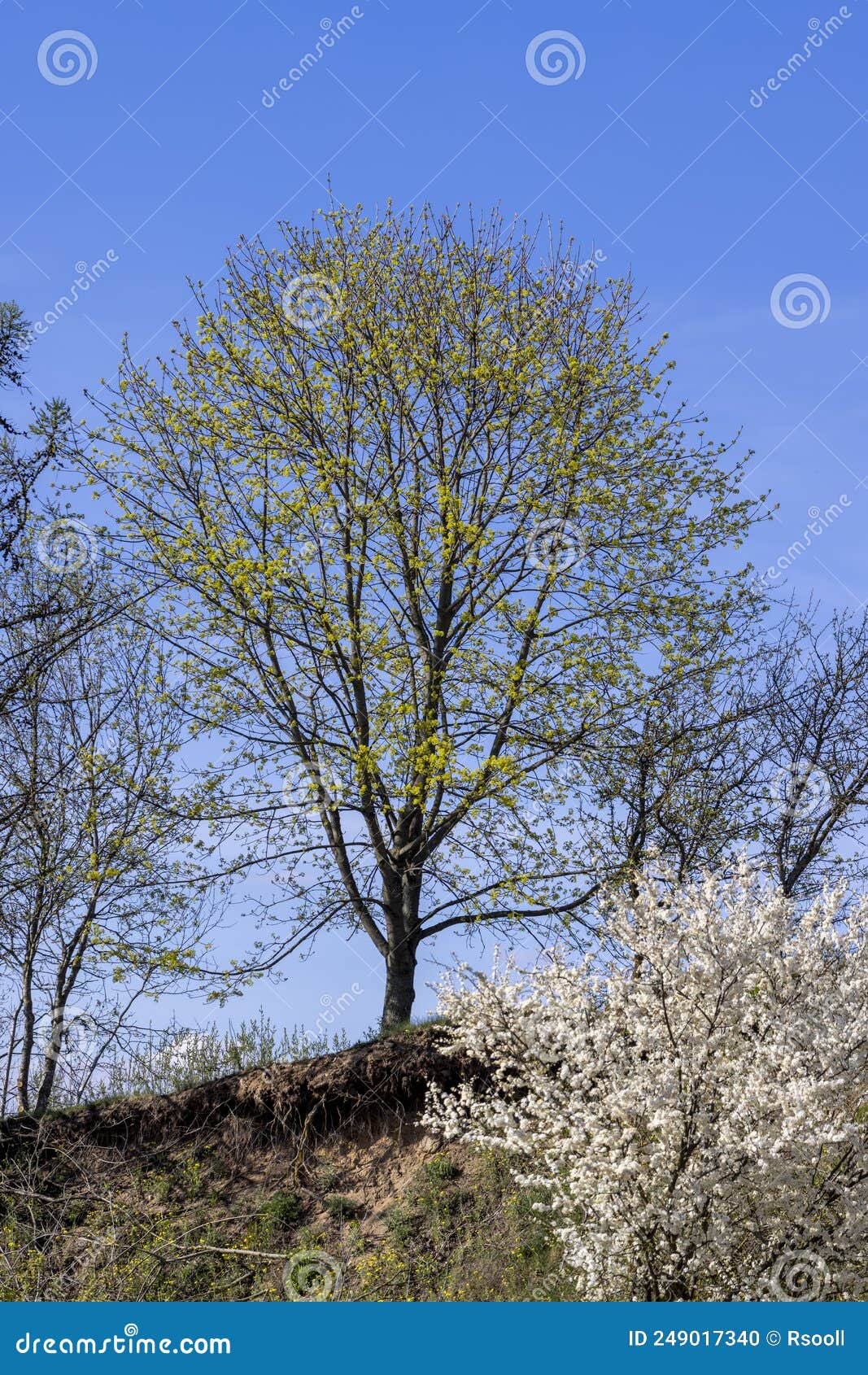 New Young Foliage of Maples in Spring Stock Photo - Image of newly ...