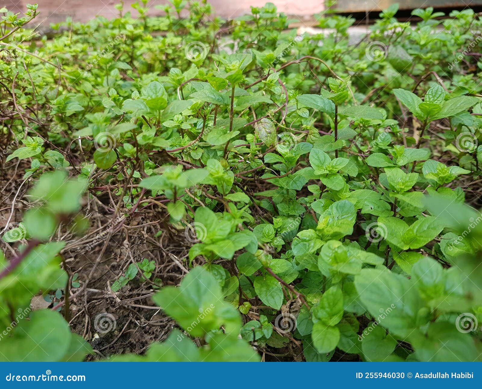 New Young Growing Mints in the Garden Stock Photo - Image of green ...