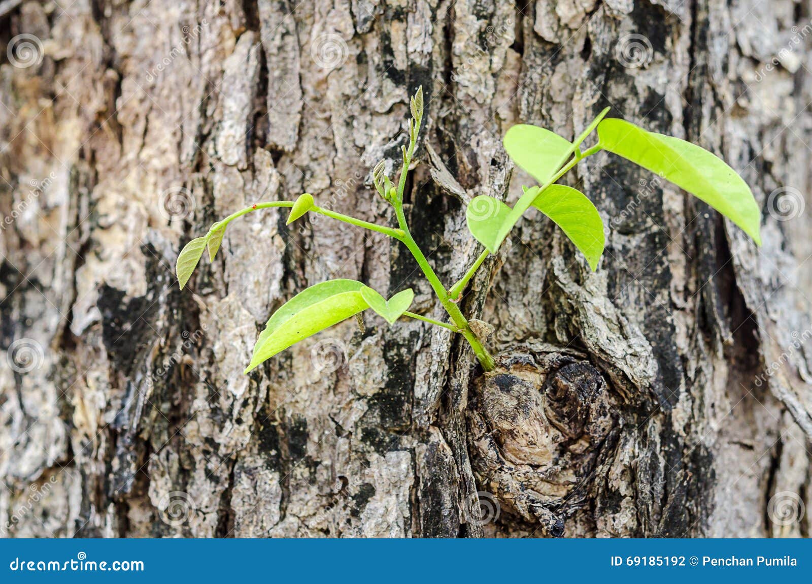 New Young Leaves Sprouting from Old Tree. Stock Photo - Image of forest ...