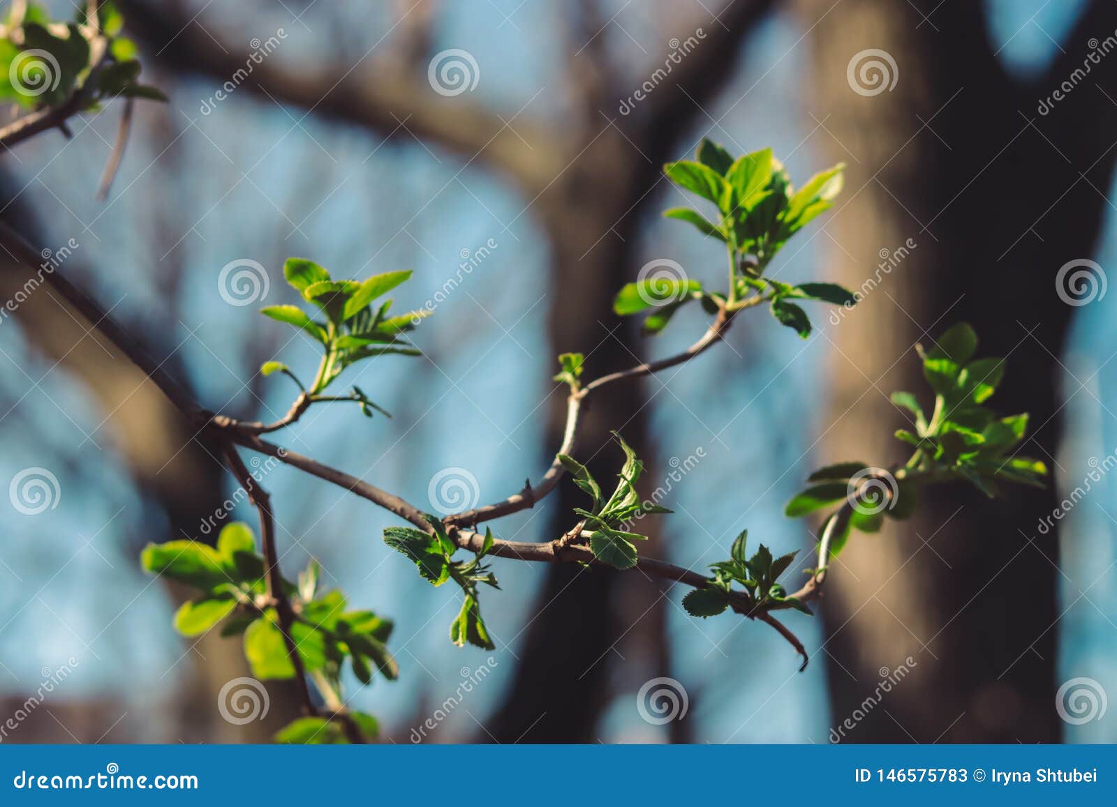 New leaves on a tree stock image. Image of freshness - 146575783