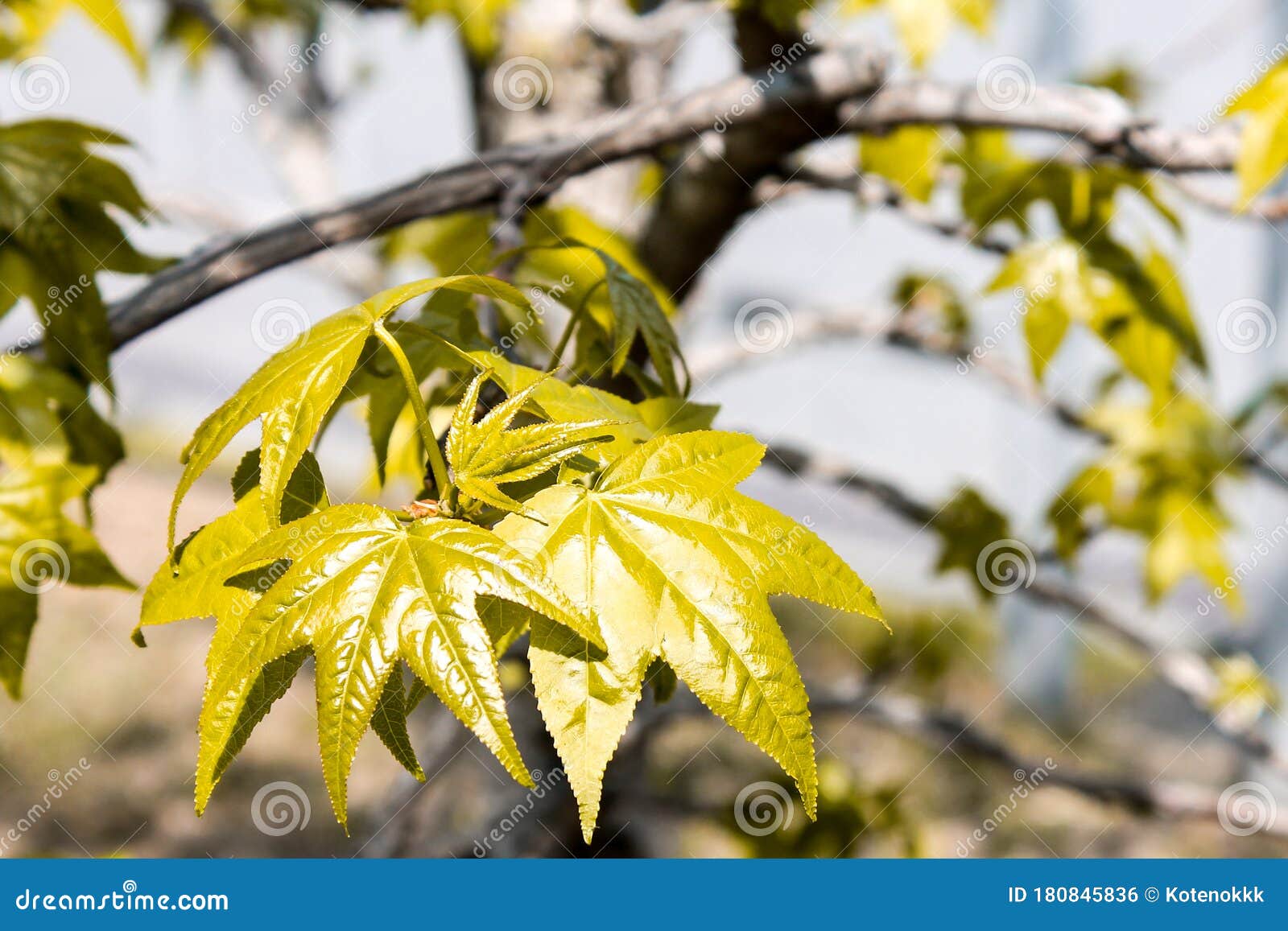 New Young Maple Tree Leaves Grow on a Plant Branch in Spring Stock ...