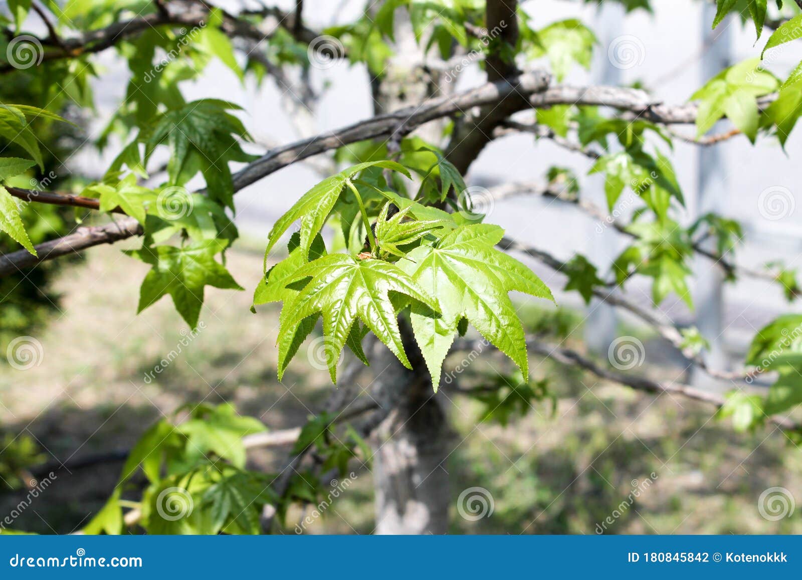New Young Maple Tree Leaves Grow on a Plant Branch in Spring Stock ...
