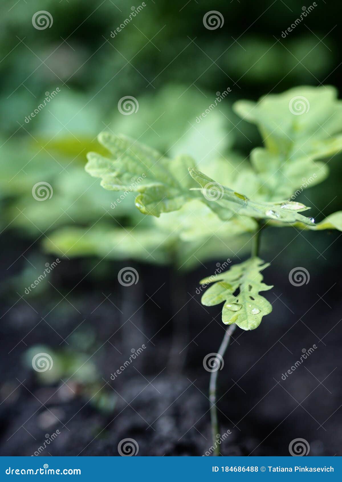 New Young Oak Trees, Sprouting from the Seeds of the Acorn.the ...