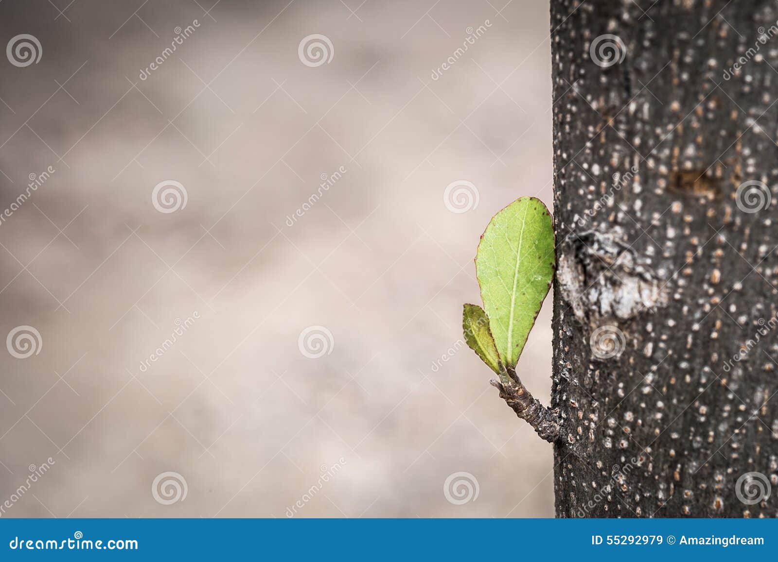 New Young Shoots on the Tree. Stock Image - Image of happiness, nature ...