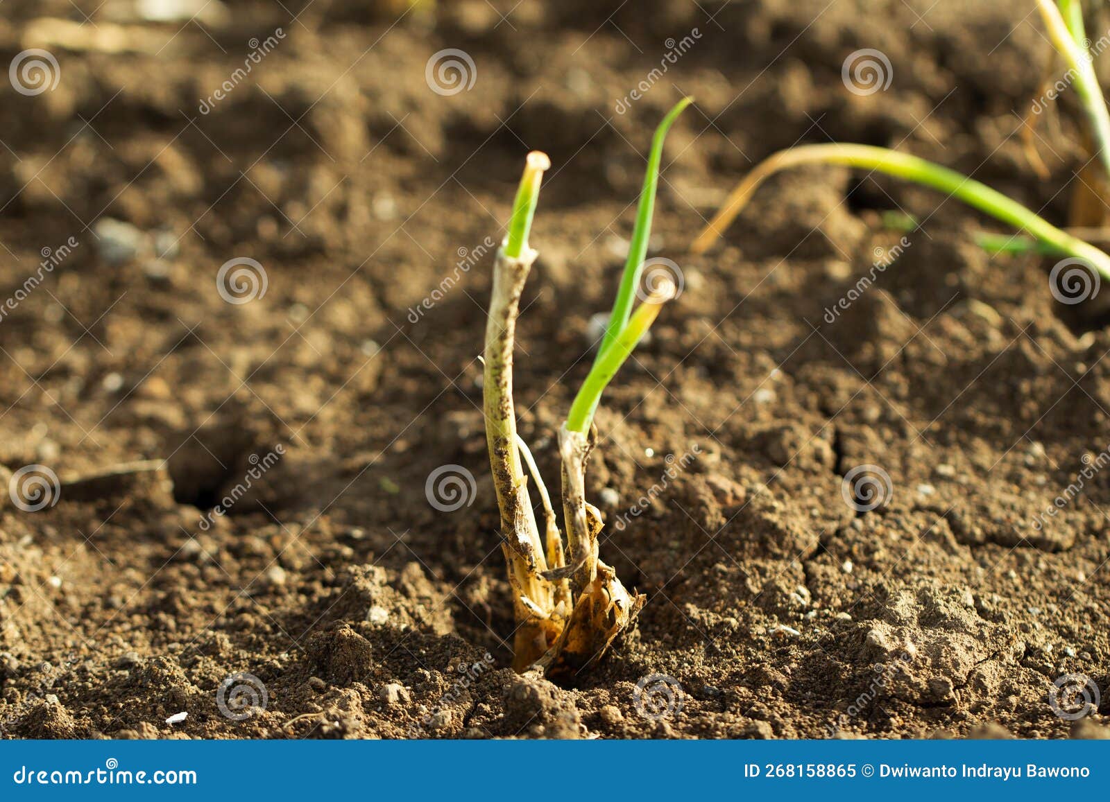 New young tree growth stock image. Image of grass, nature - 268158865