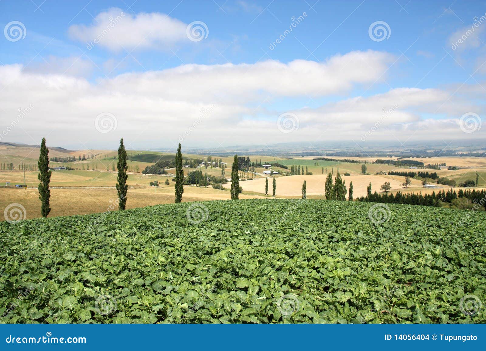 New Zealand agriculture stock photo. Image of meadows - 14056404