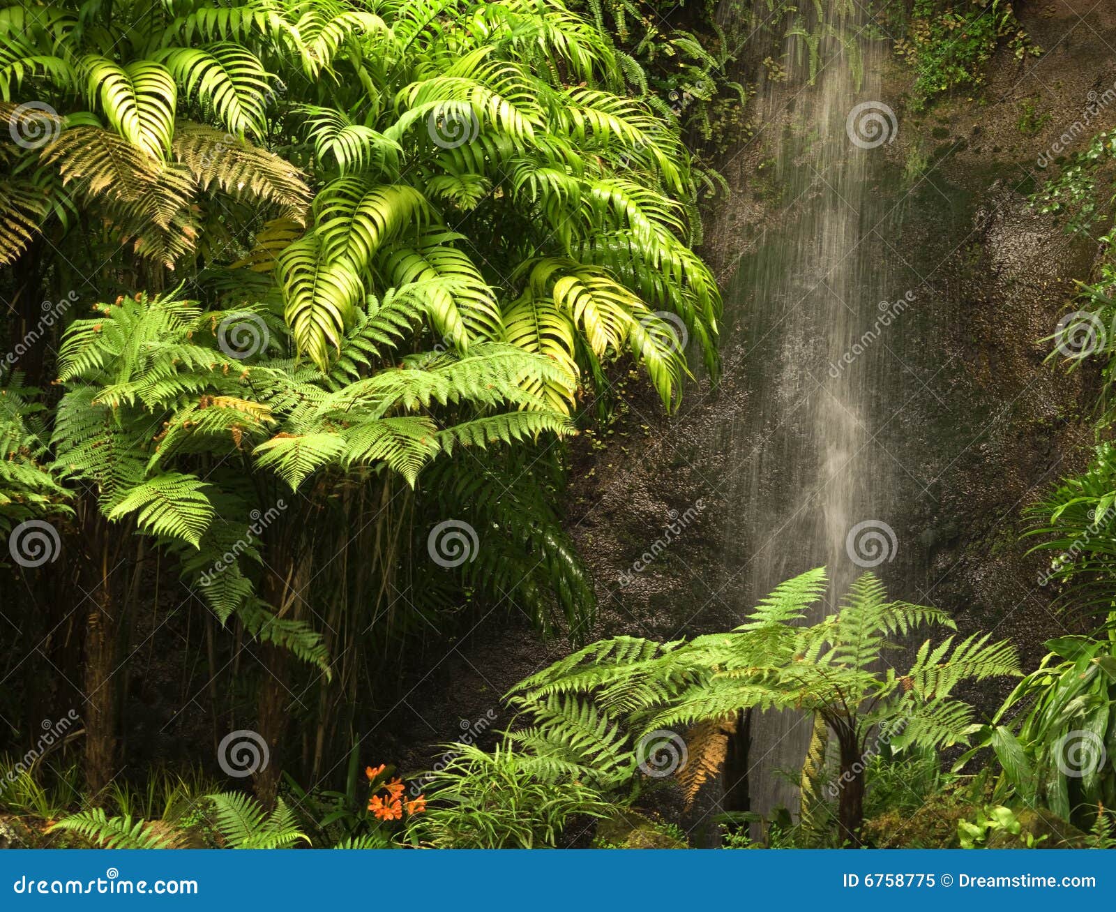 New Zealand bush stock image. Image of healthy, native - 6758775