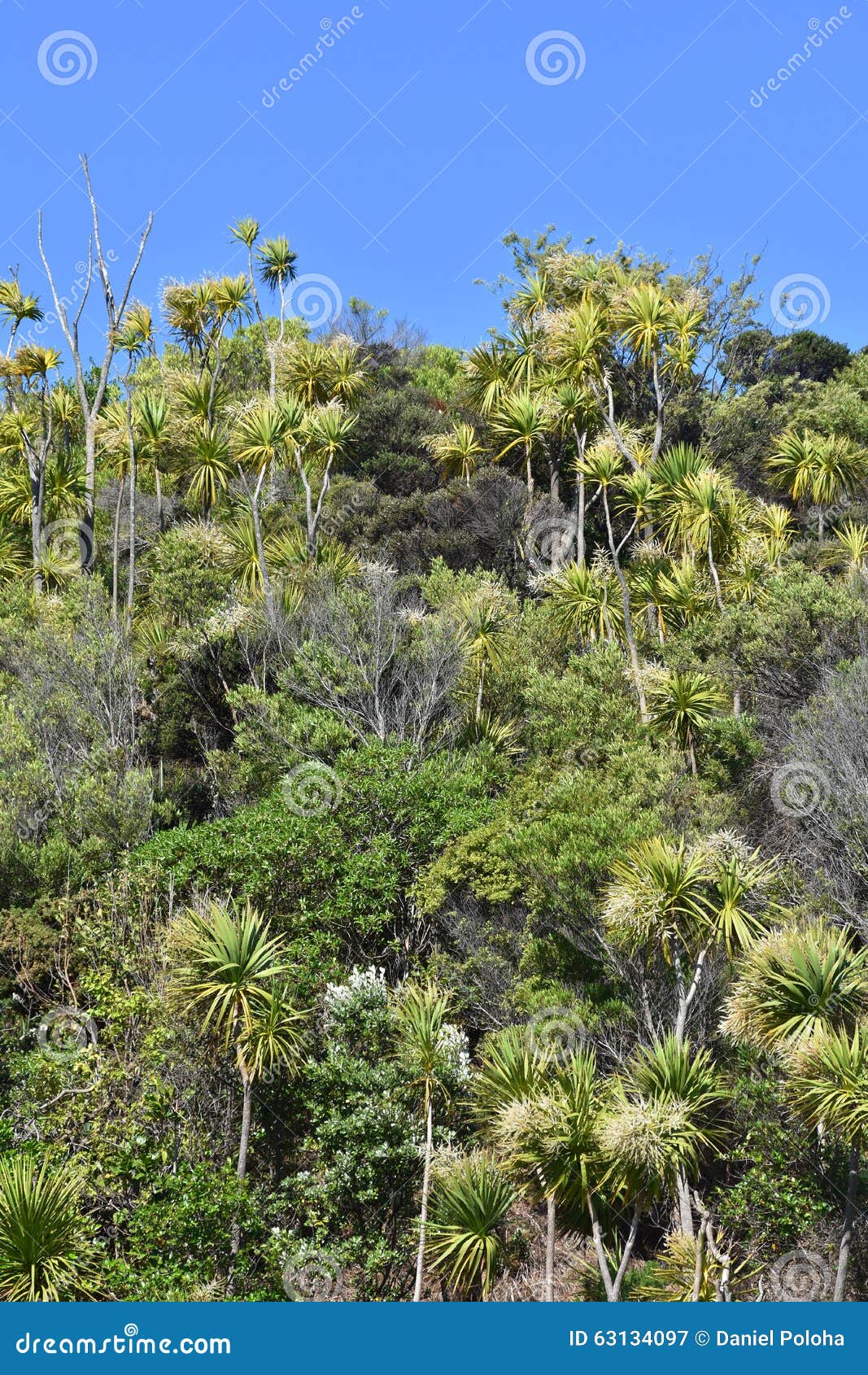 New Zealand bush. stock image. Image of zealand, greenery - 63134097