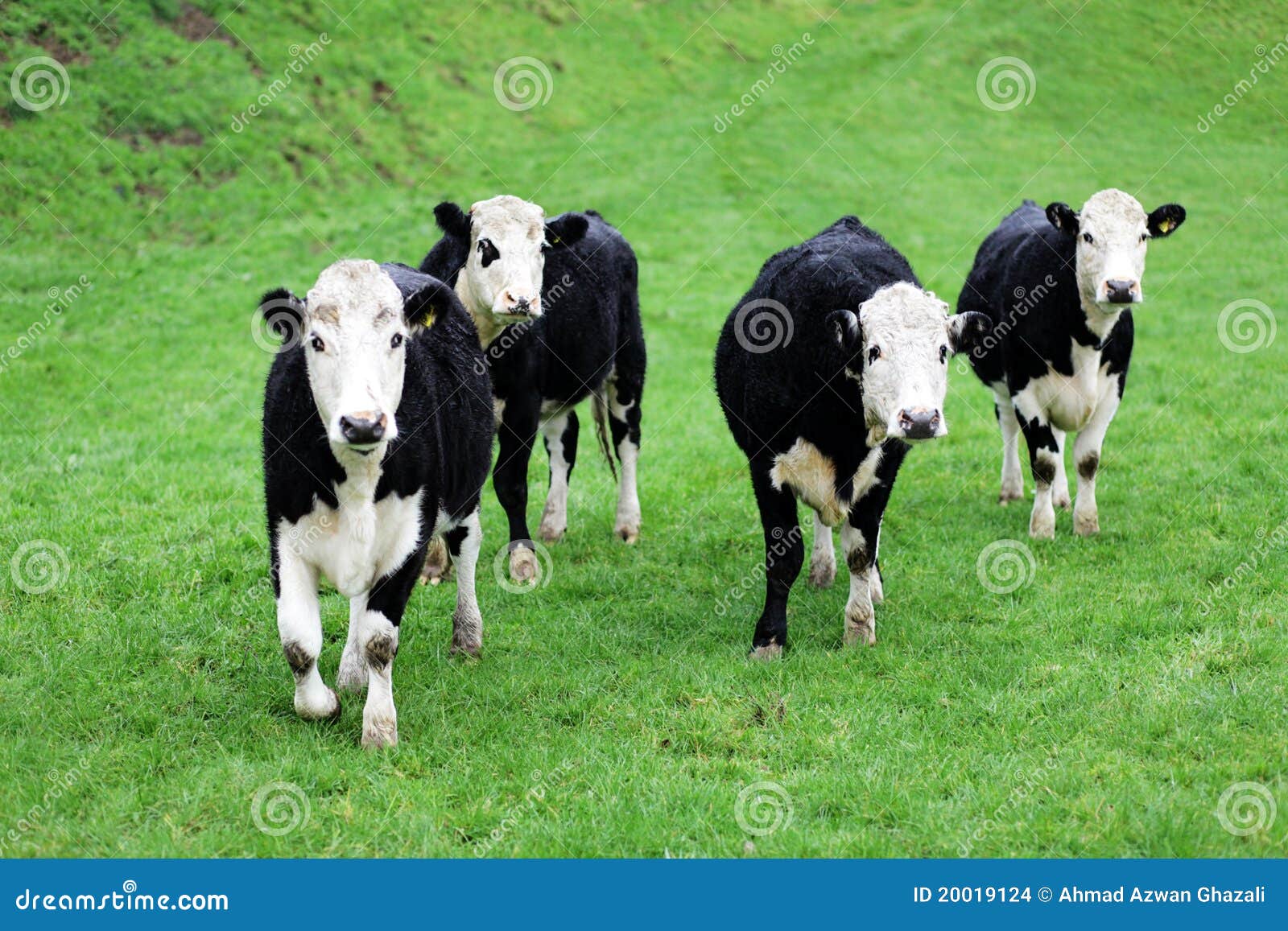 New Zealand Cow stock photo. Image of cows, azwan, travel - 20019124