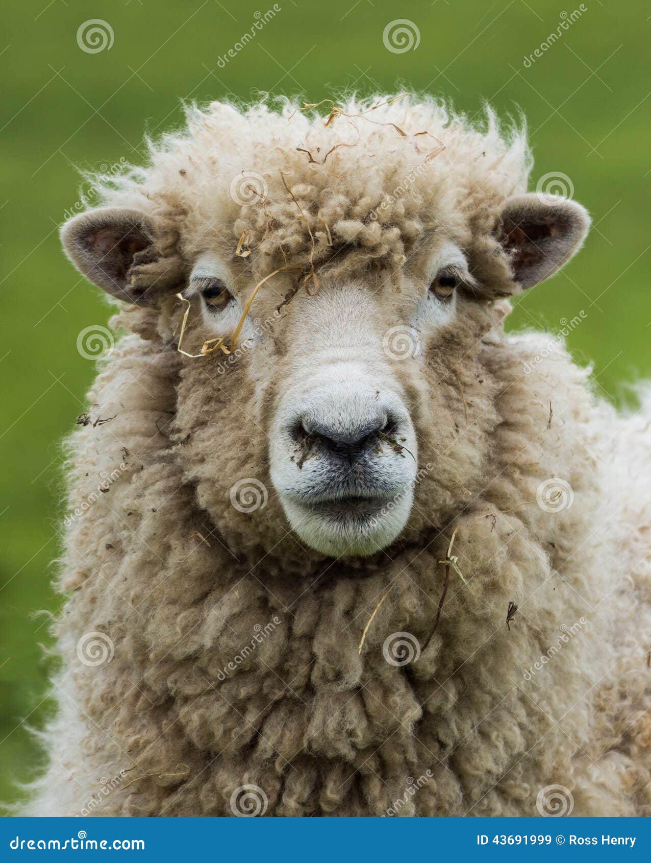 New Zealand Ewe Sheep stock image. Image of animal, farming - 43691999
