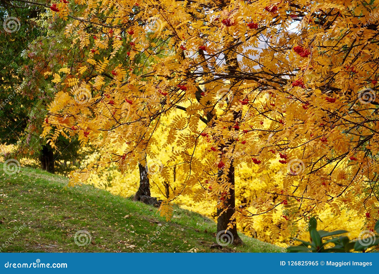New Zealand in Autumn, Fall Colors Stock Image - Image of fall, scenic ...