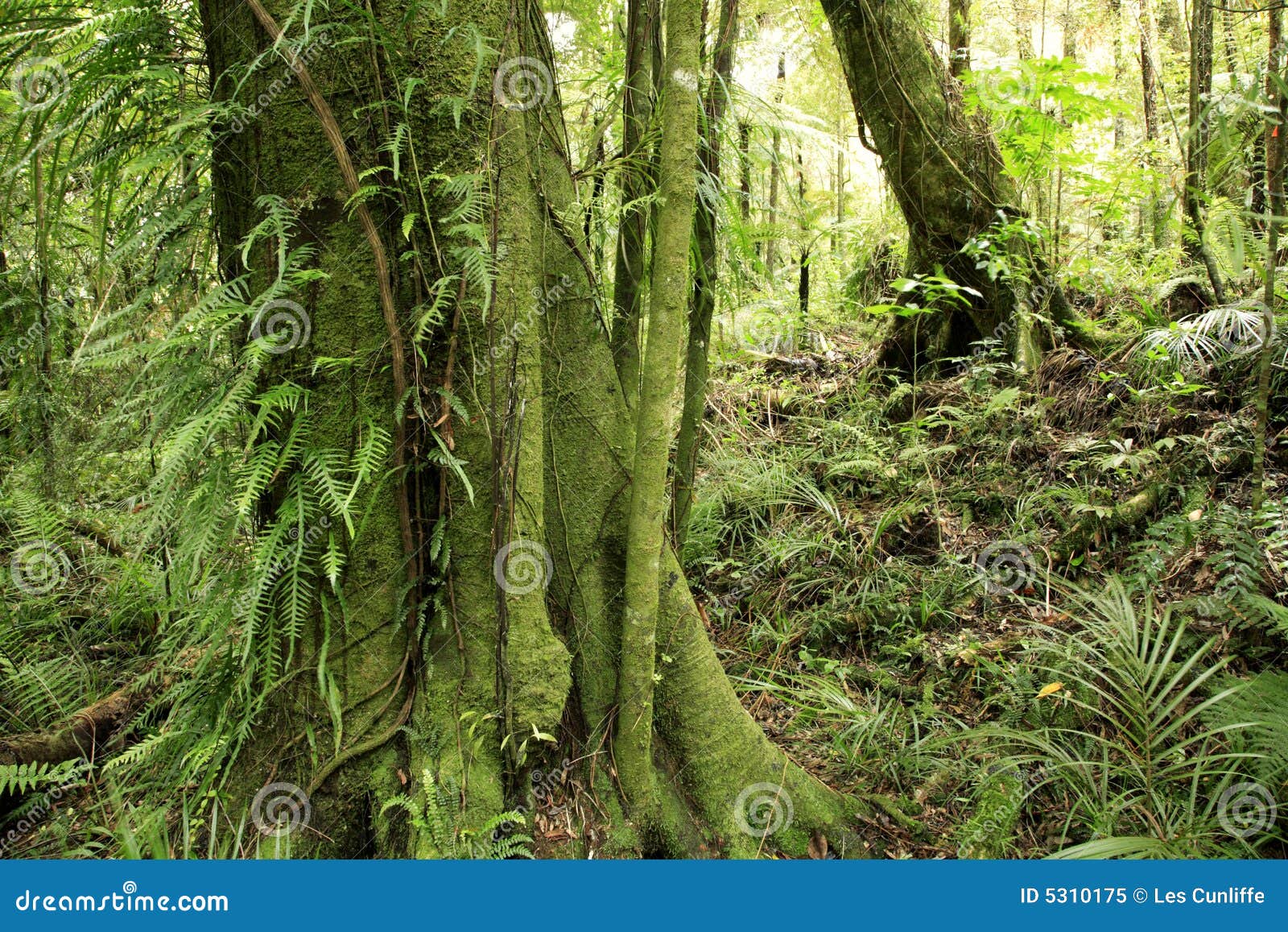 New Zealand forest stock image. Image of foliage, outside - 5310175