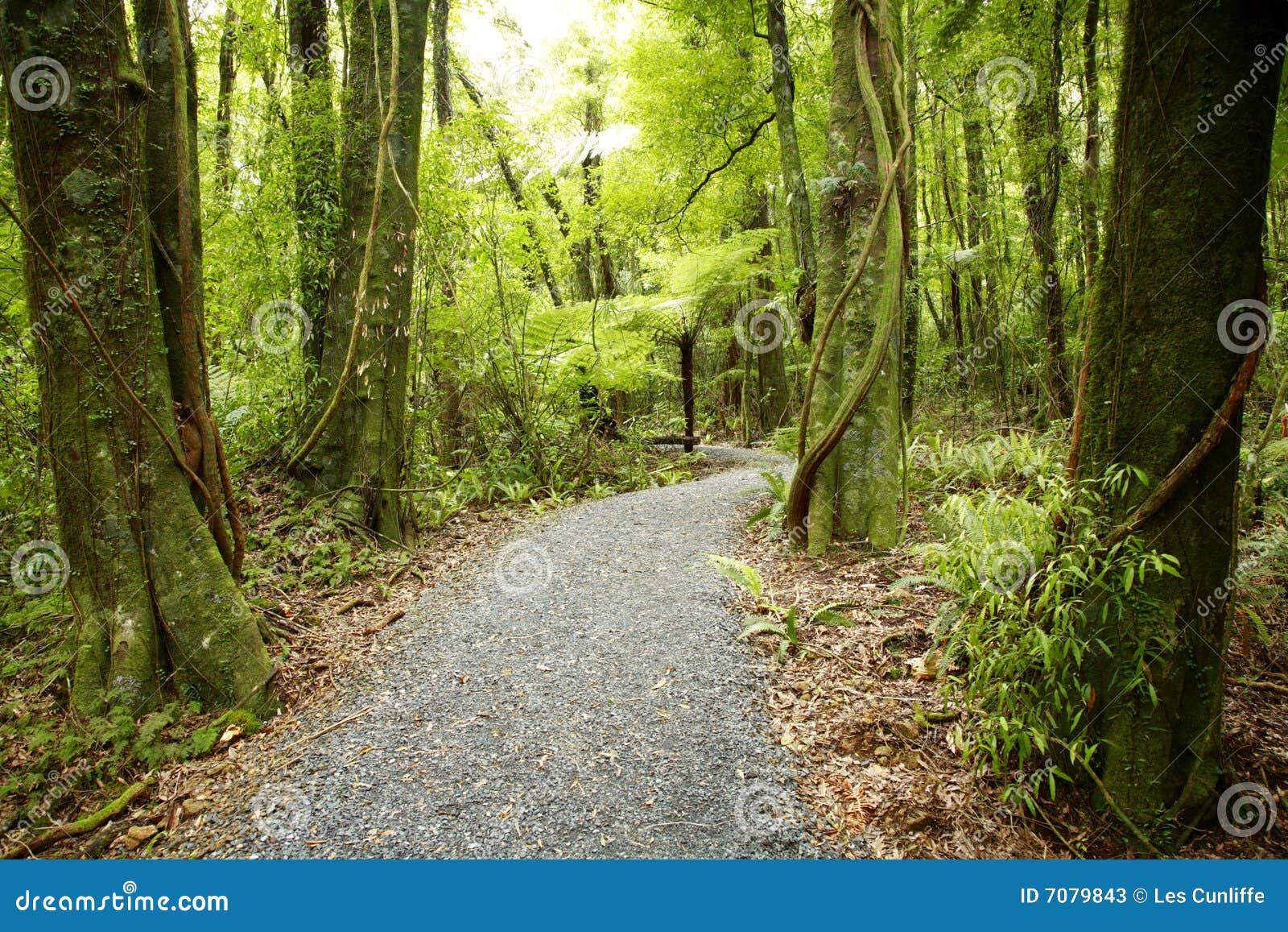 New Zealand forest stock image. Image of fern, horizontal - 7079843