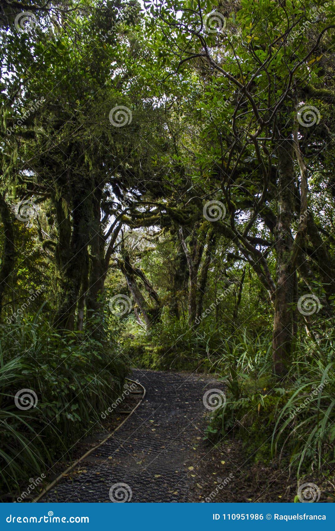 New Zealand forest path stock photo. Image of outdoor - 110951986