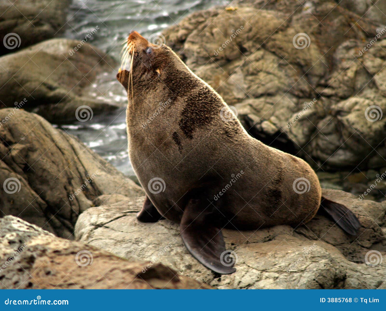 New zealand fur seal stock photo. Image of wild, life - 3885768
