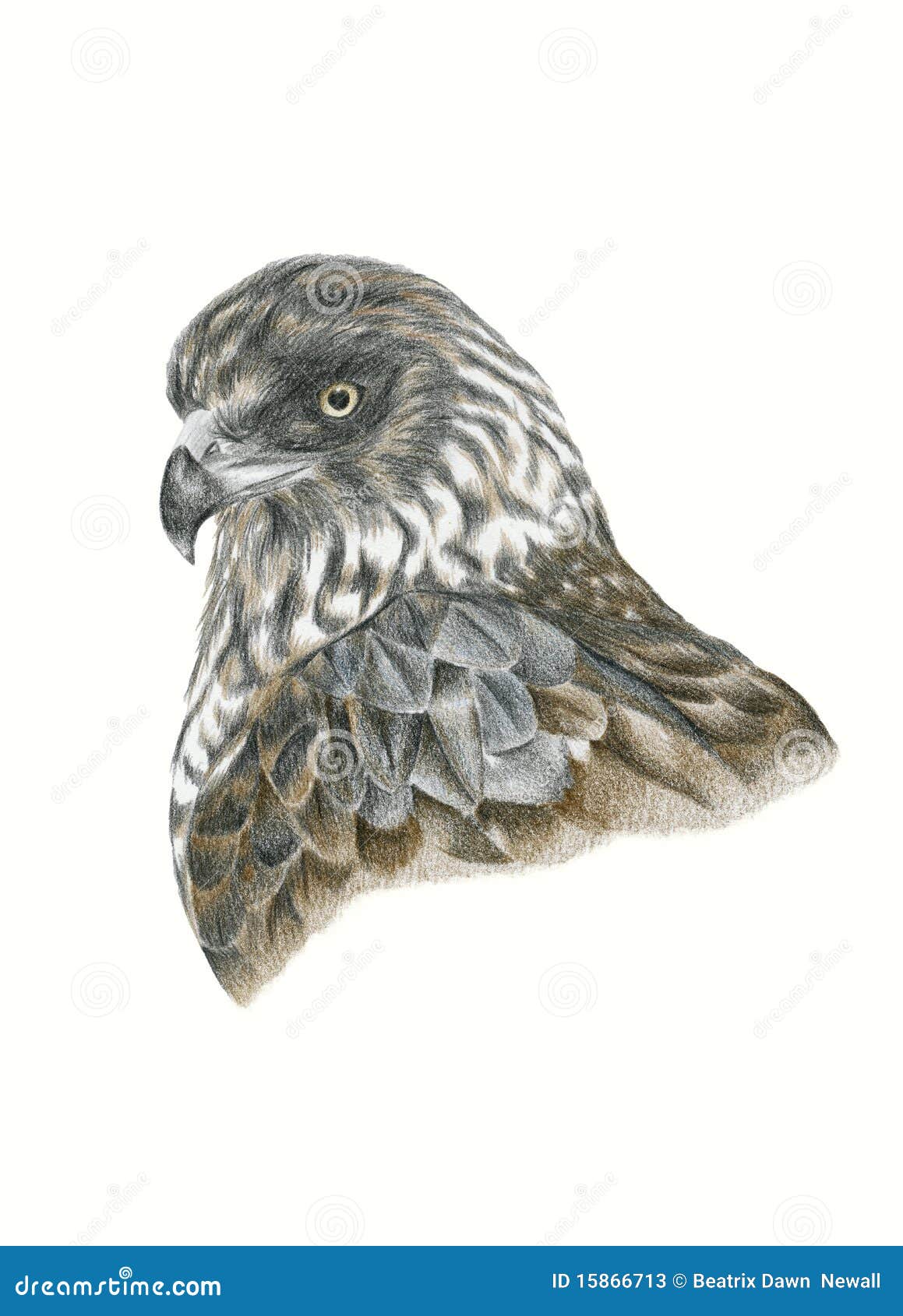 Harrier Cartoons, Illustrations & Vector Stock Images - 876 Pictures to ...