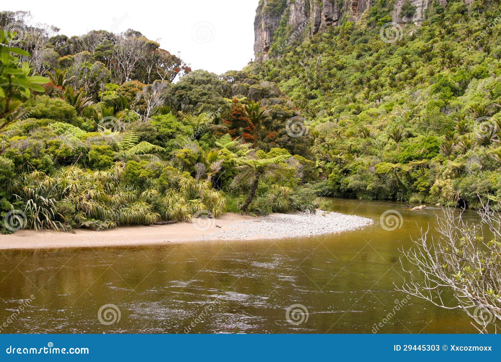 New Zealand Jungle stock image. Image of mysterious, green - 29445303