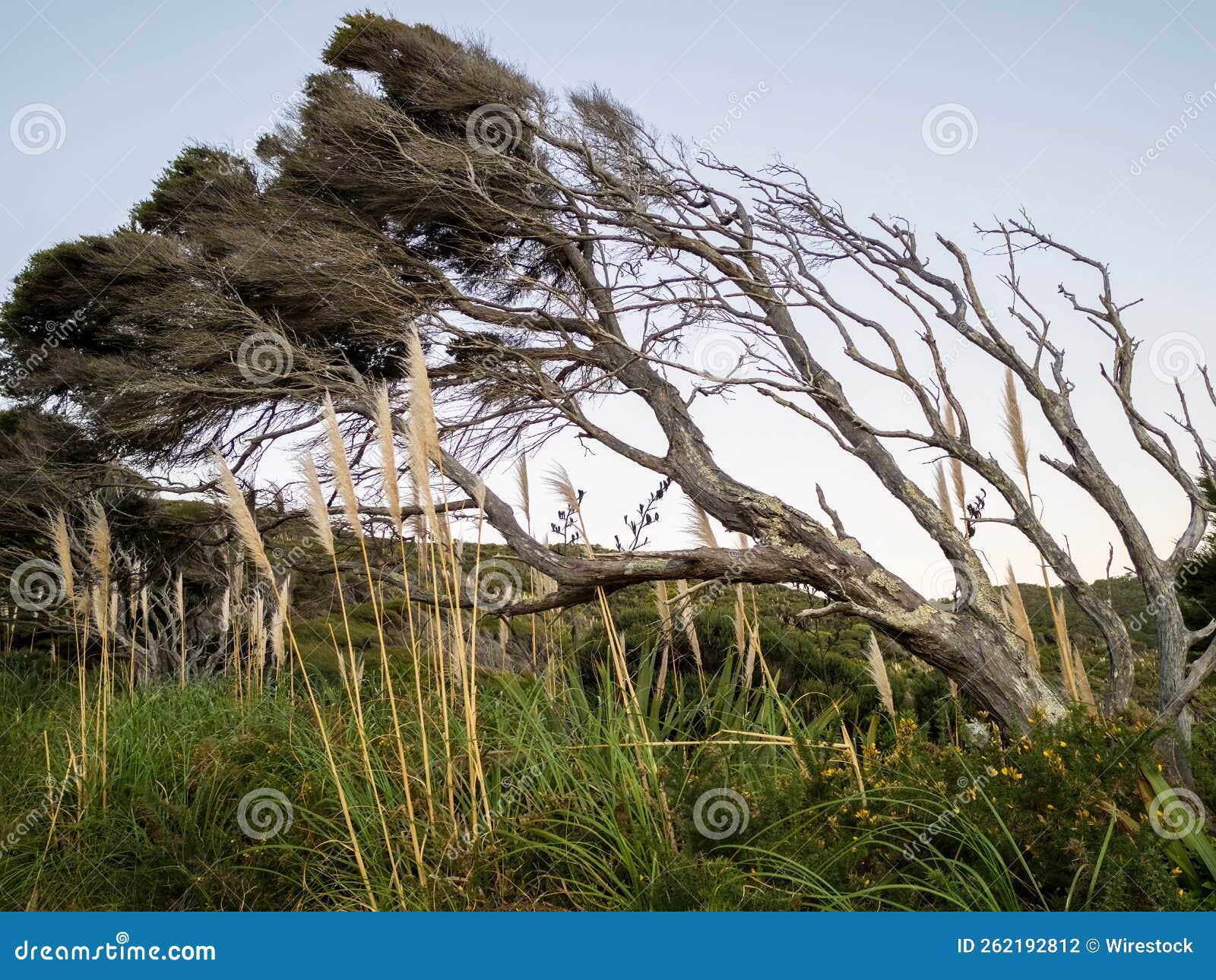 Kanuka Tee-tree with Bare Branches Stock Photo - Image of tree, scenic ...