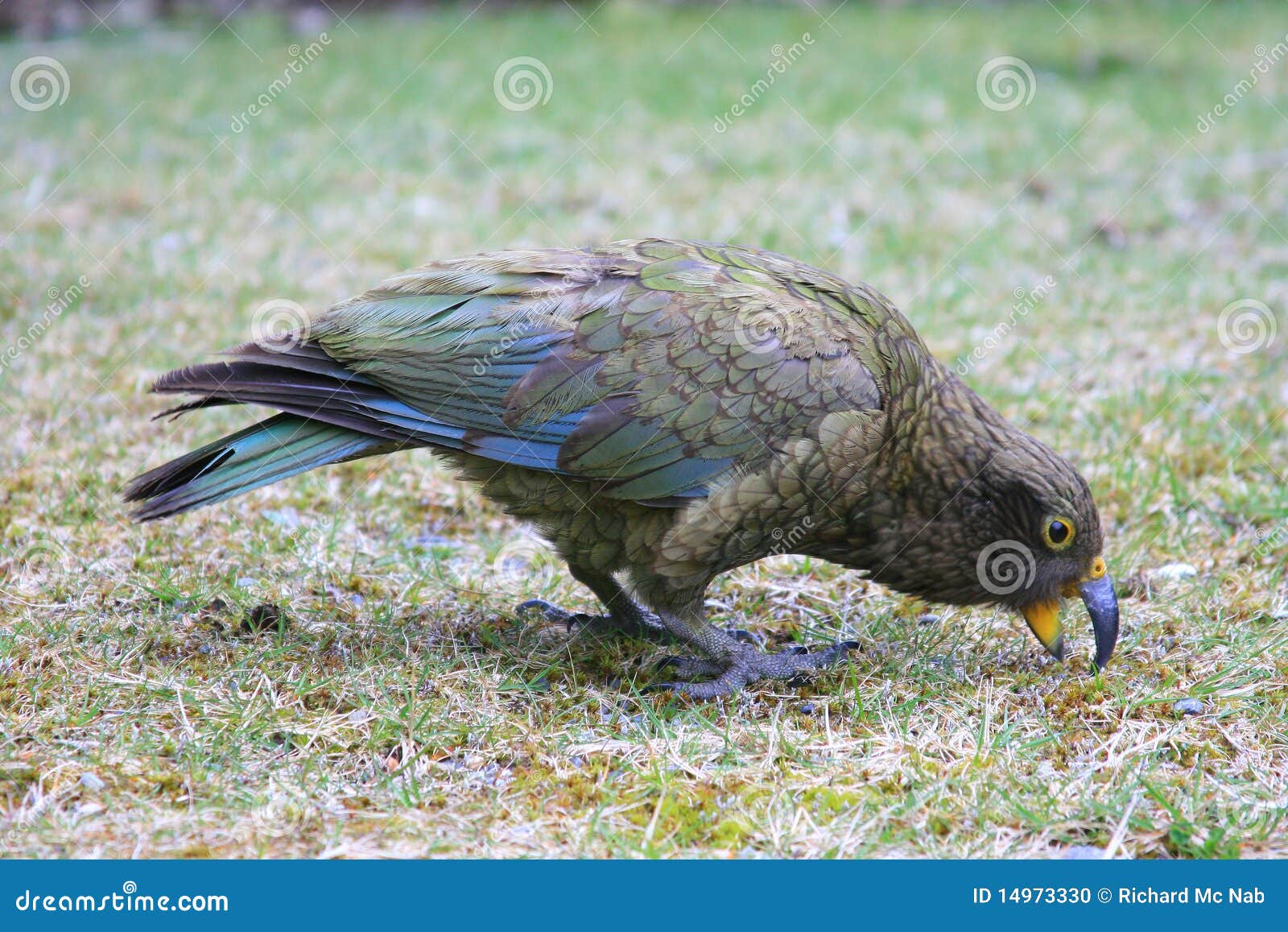 New Zealand Kea stock photo. Image of feet, grey, green - 14973330