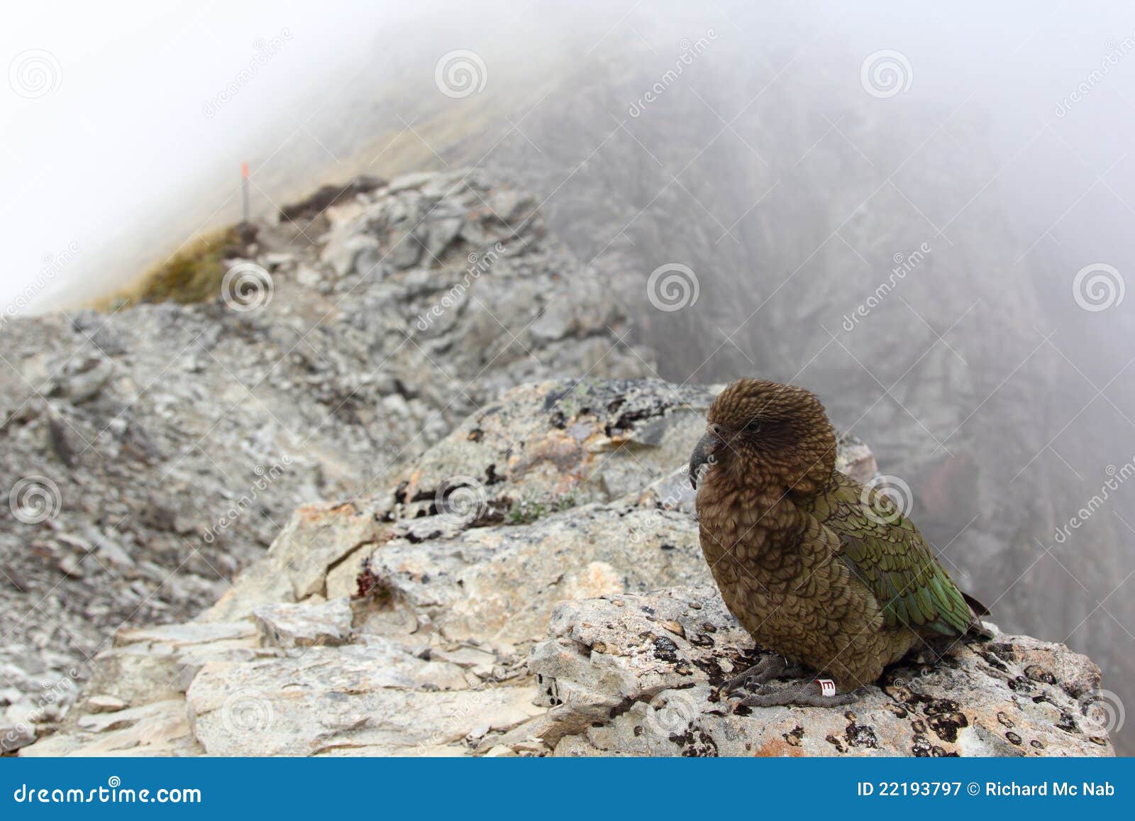 New Zealand Kea stock image. Image of green, colorful - 22193797