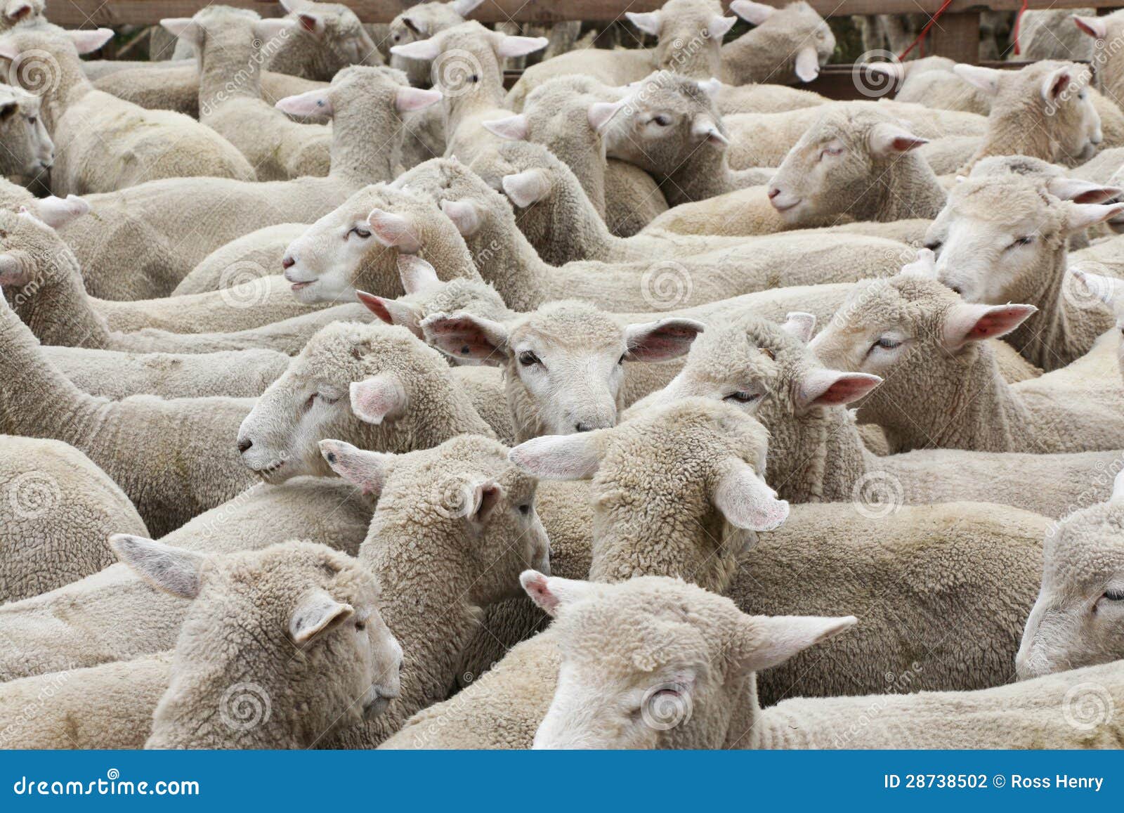 New Zealand Lambs stock photo. Image of flock, lamb, herd - 28738502