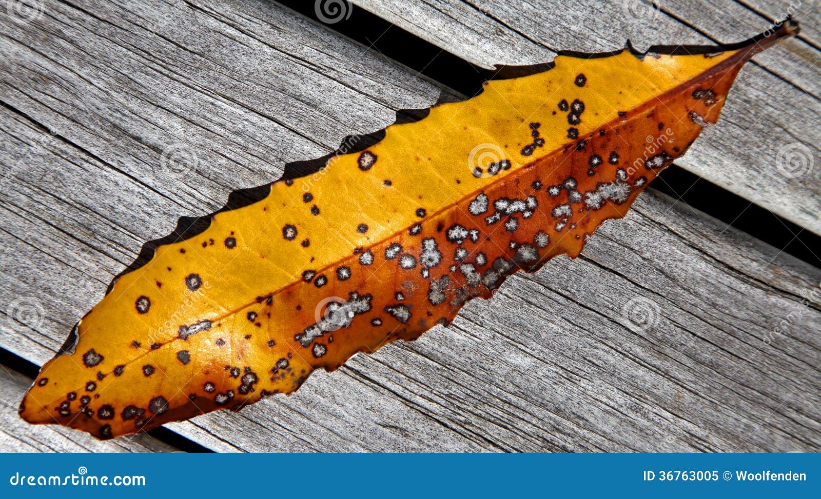 New Zealand leaf stock image. Image of autumnal, background - 36763005