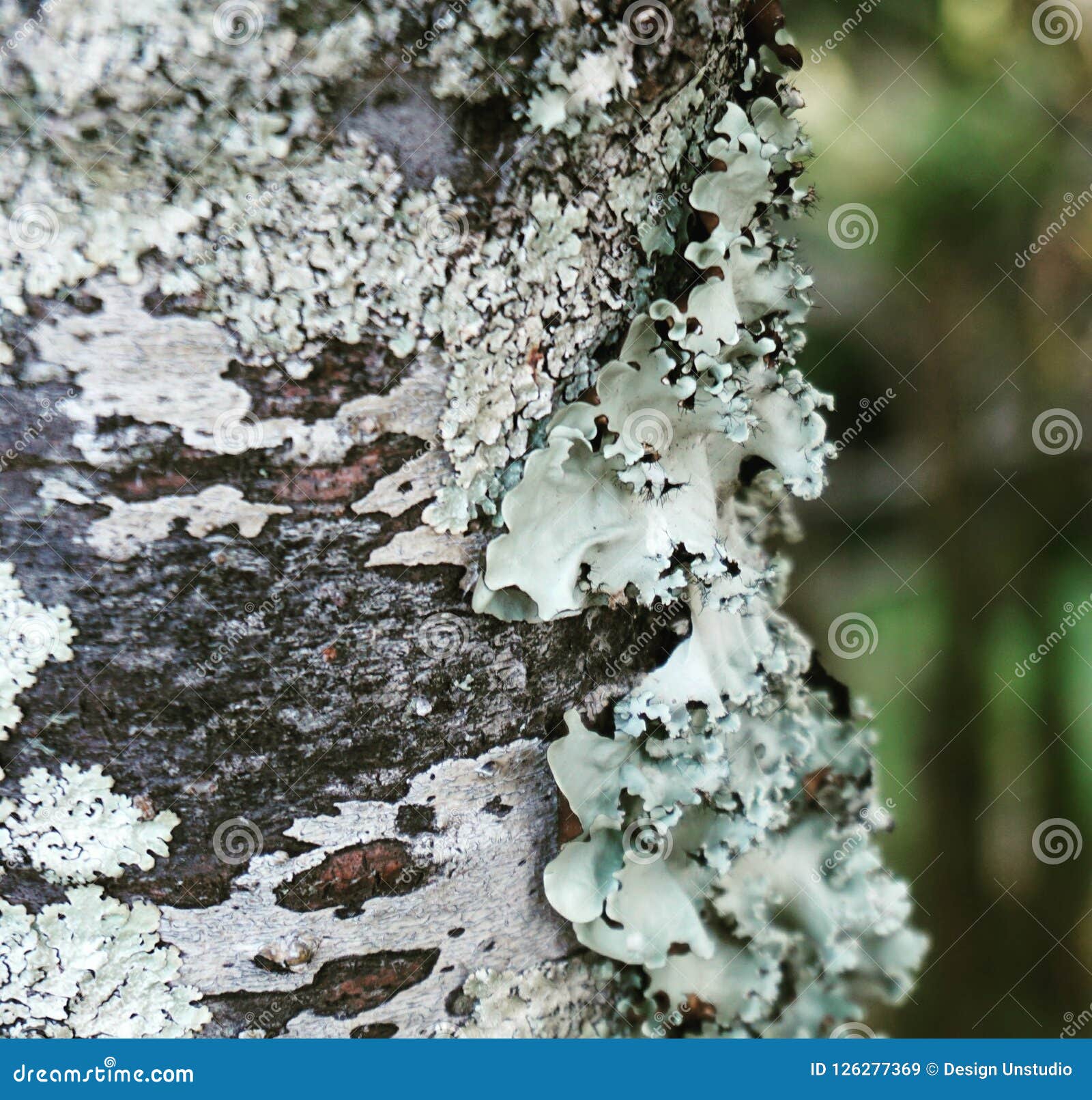 New Zealand lichens stock image. Image of tree, native - 126277369