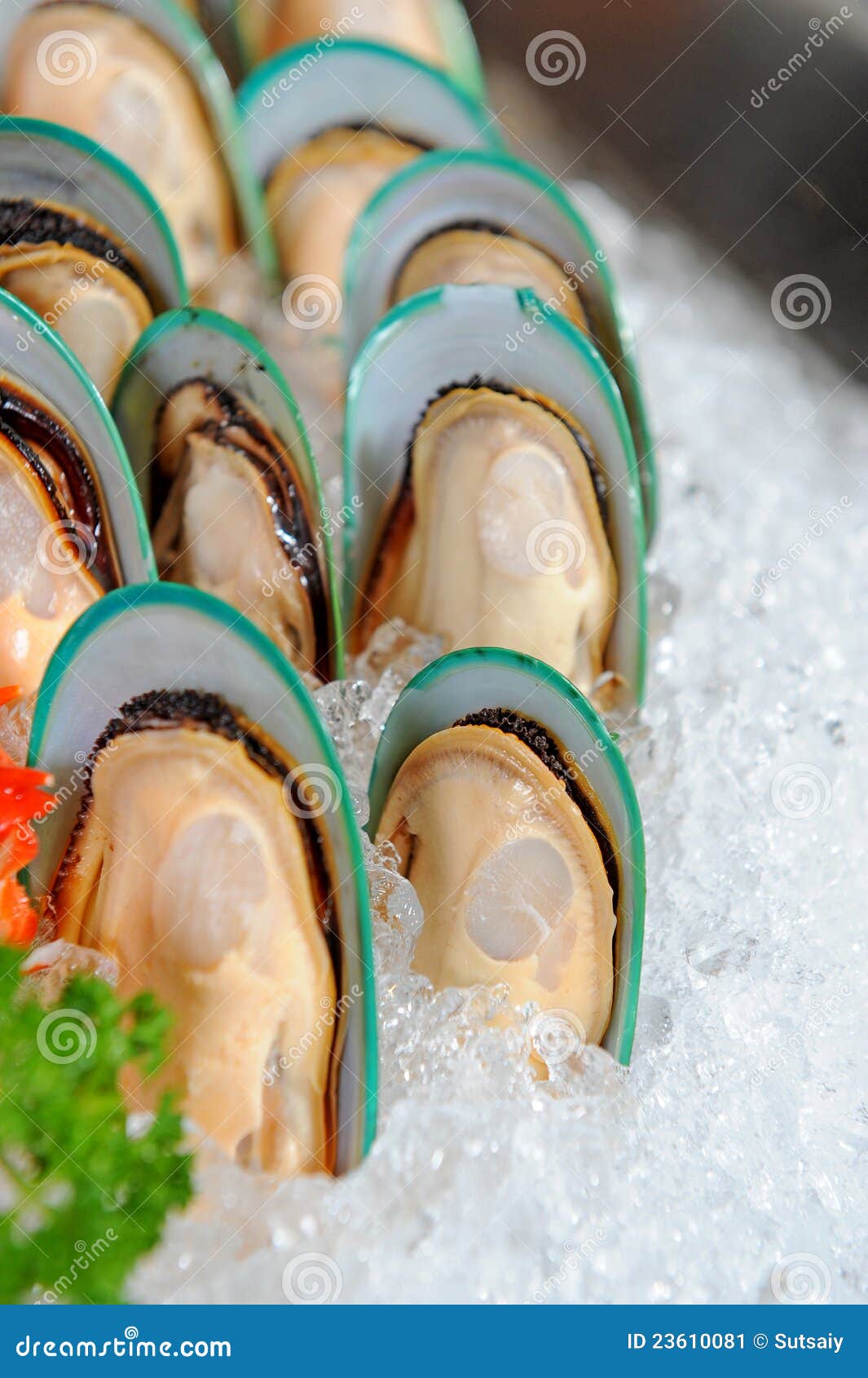 New Zealand mussels stock image. Image of crustacean - 23610081