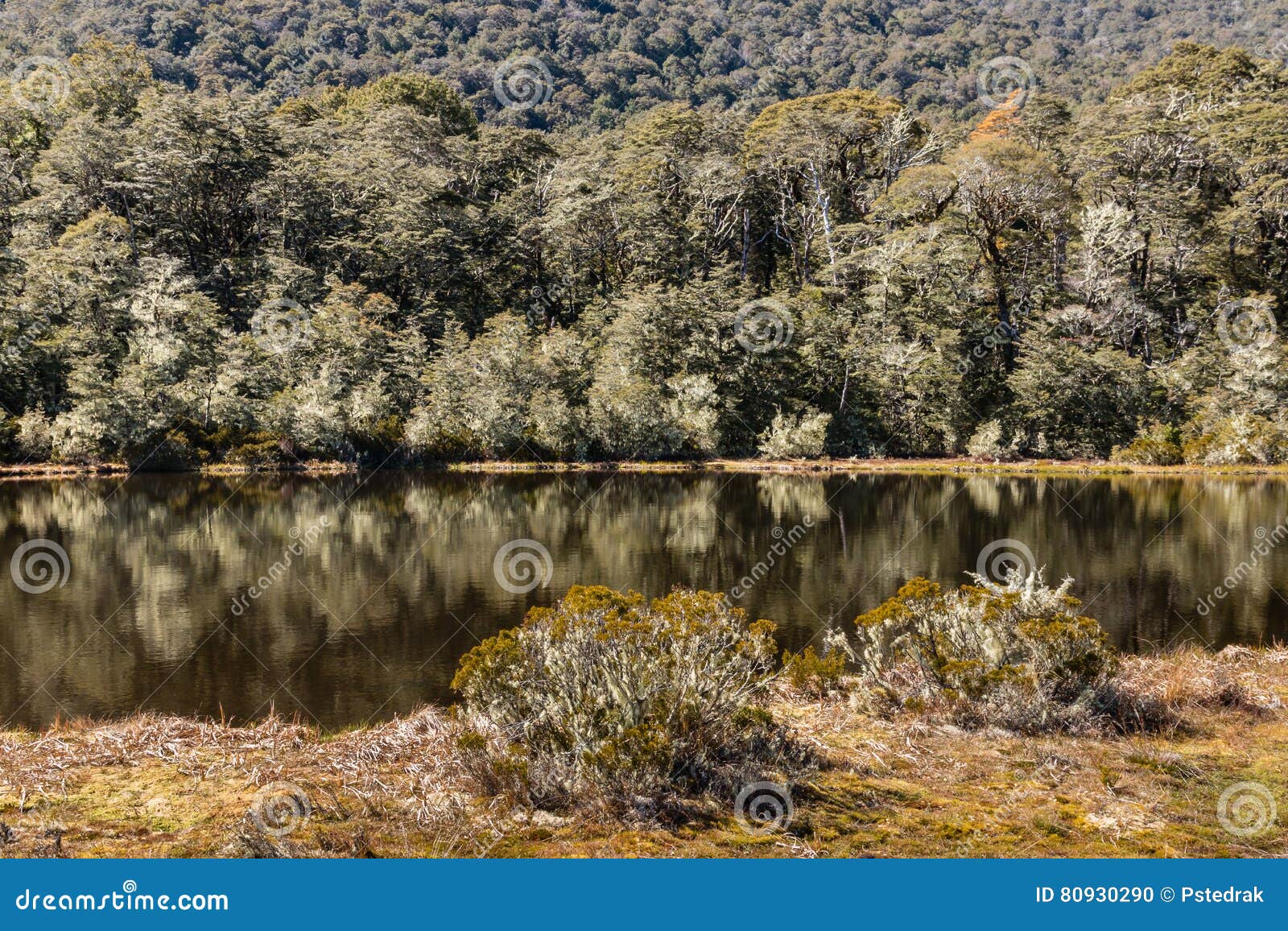 New Zealand Native Beech Forest Stock Photo - Image of trees, native ...