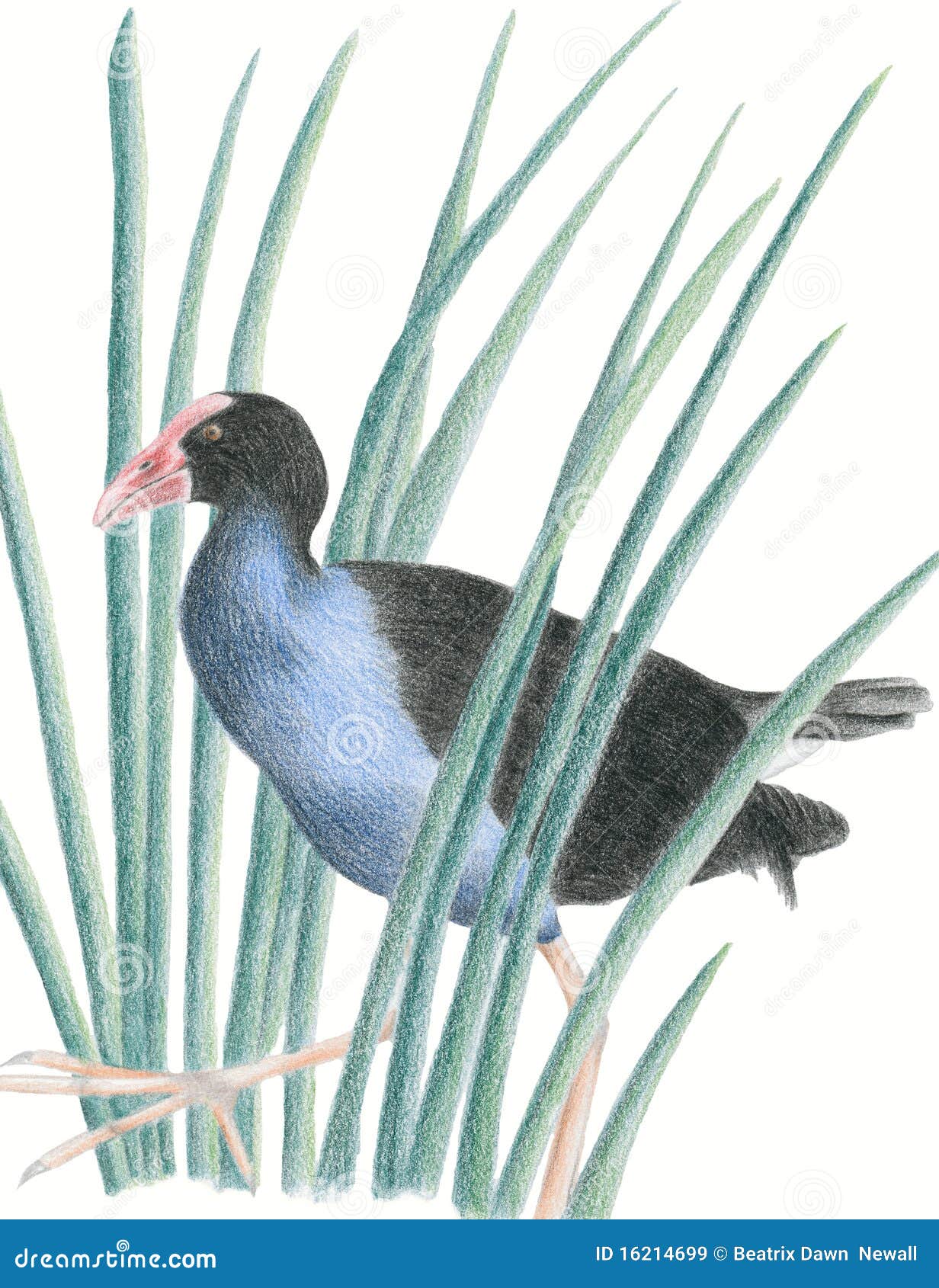 New Zealand Native Bird Pukeko Stock Illustration - Illustration of ...
