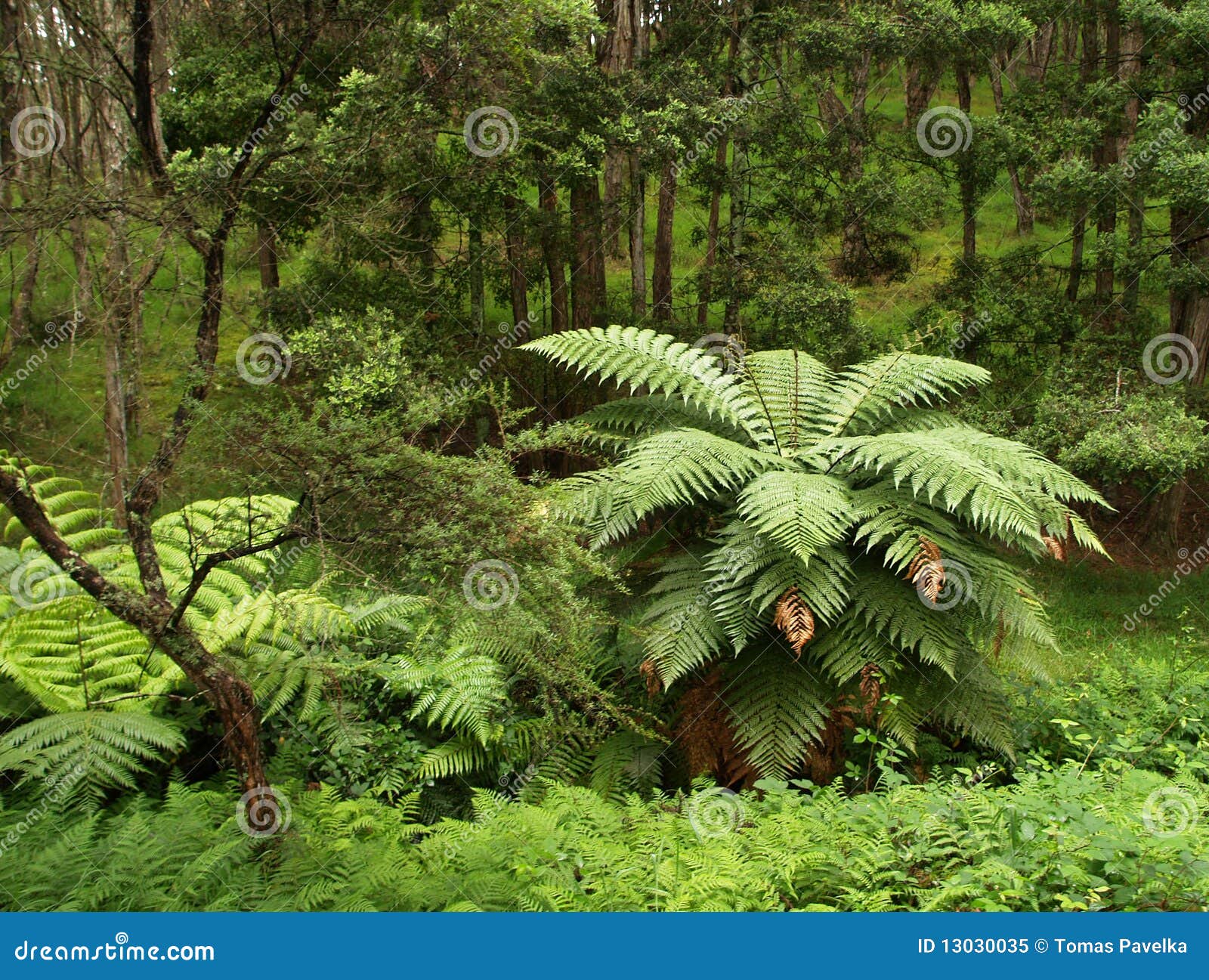 New Zealand native forest stock image. Image of fern - 13030035