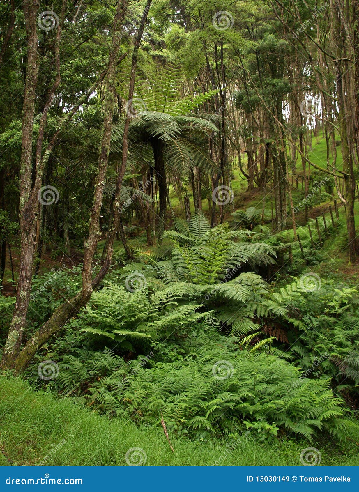 New Zealand native forest stock image. Image of grow - 13030149