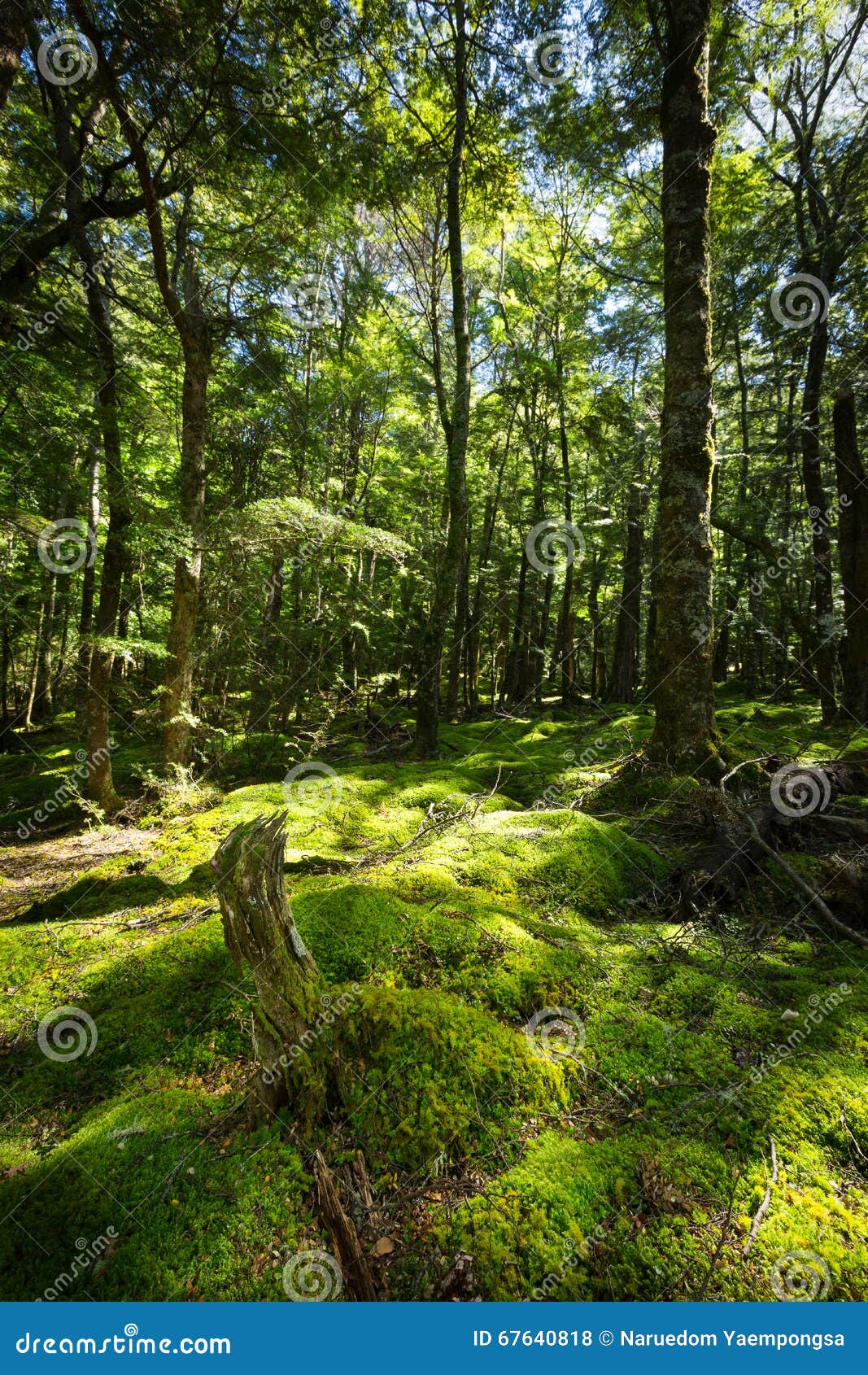 New Zealand native forest stock photo. Image of bush - 67640818