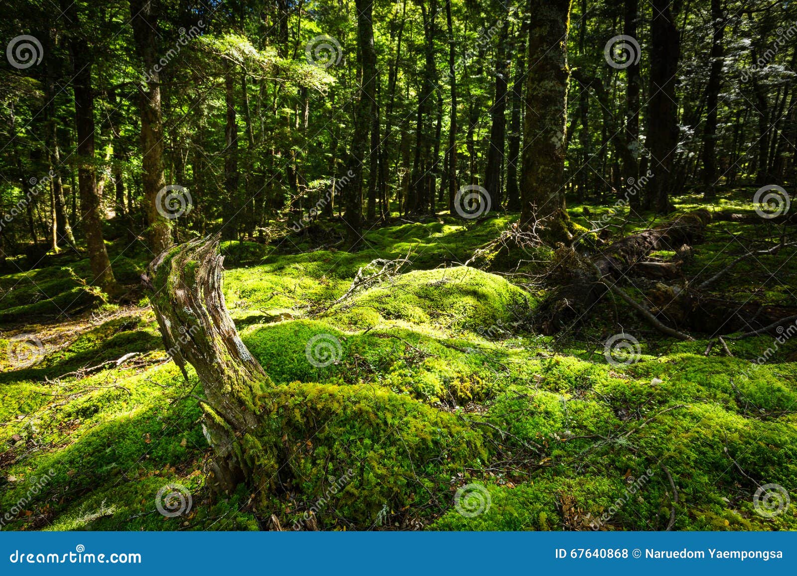 New Zealand native forest stock photo. Image of rainforest - 67640868