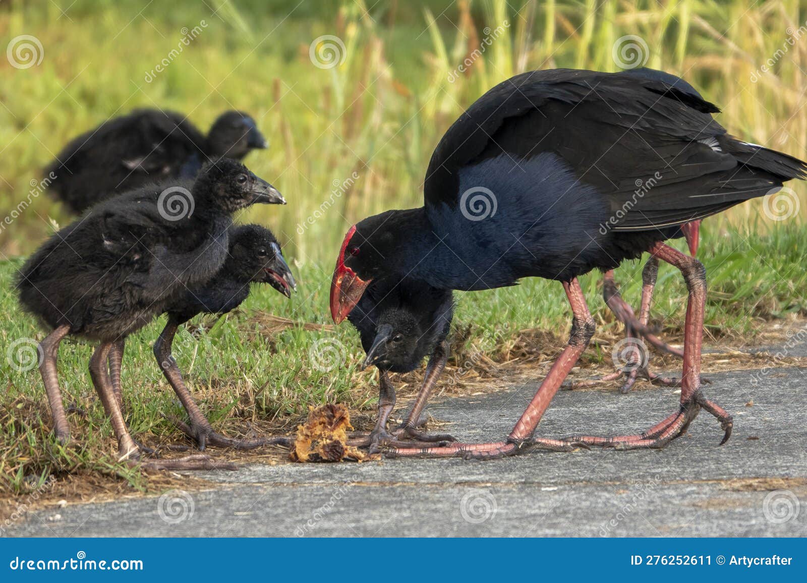 A New Zealand Native Pukeko Feeding a Group of Babies Stock Image ...