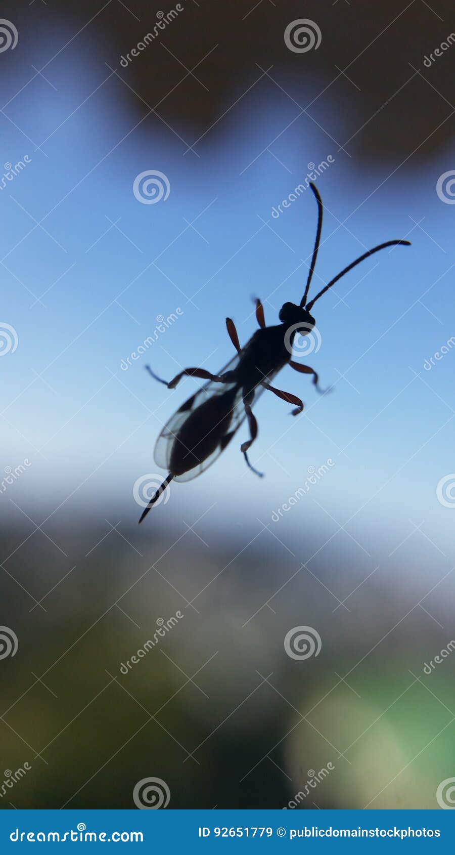 New Zealand Native Wasp Picture. Image: 92651779