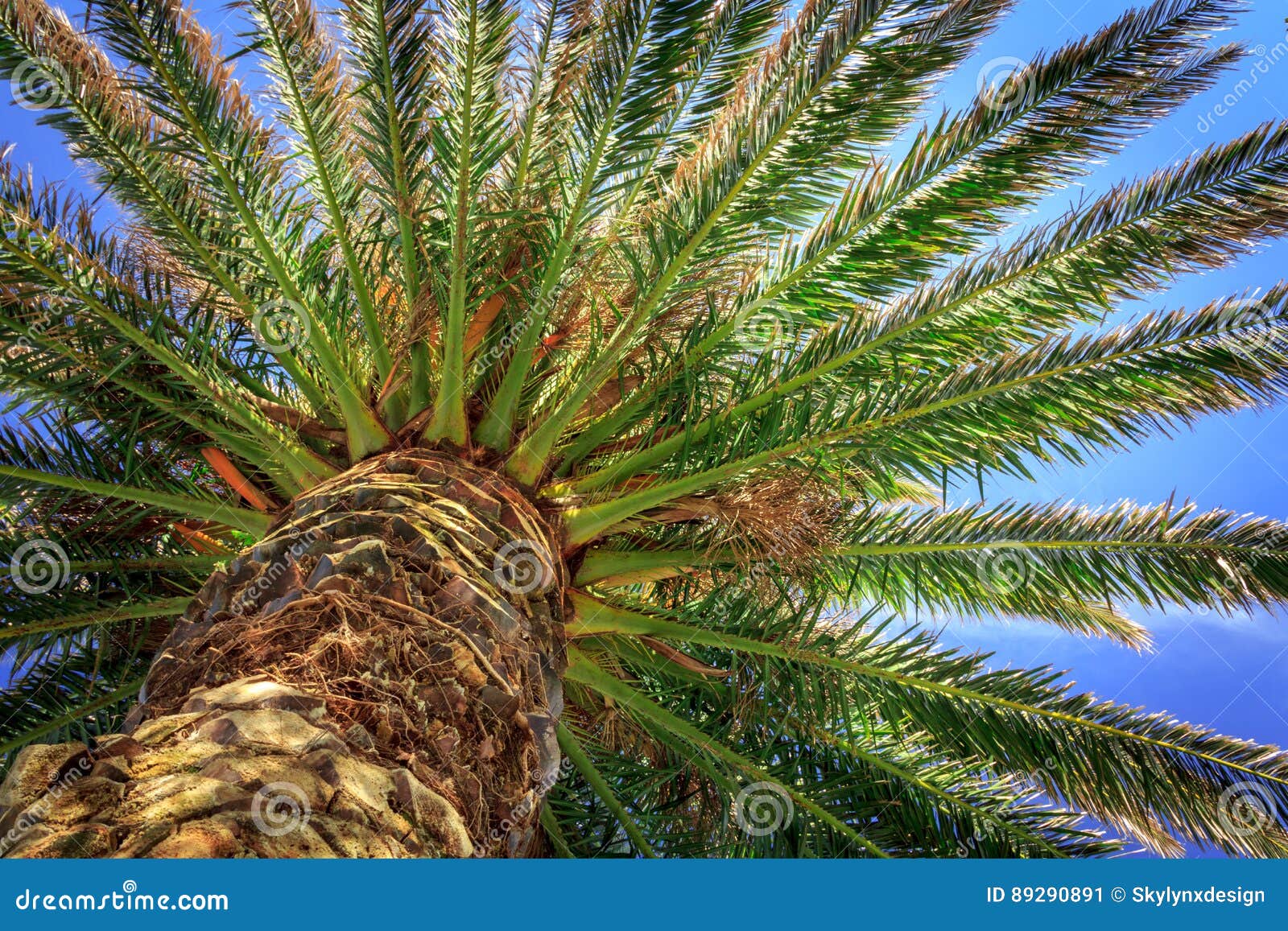 New Zealand palm tree stock image. Image of botany, caribbean - 89290891